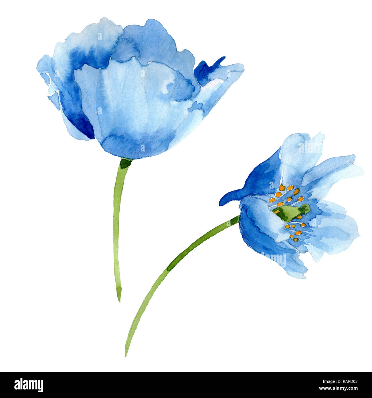 Blue Poppy. Floral botanical flower. Wild spring leaf wildflower ...