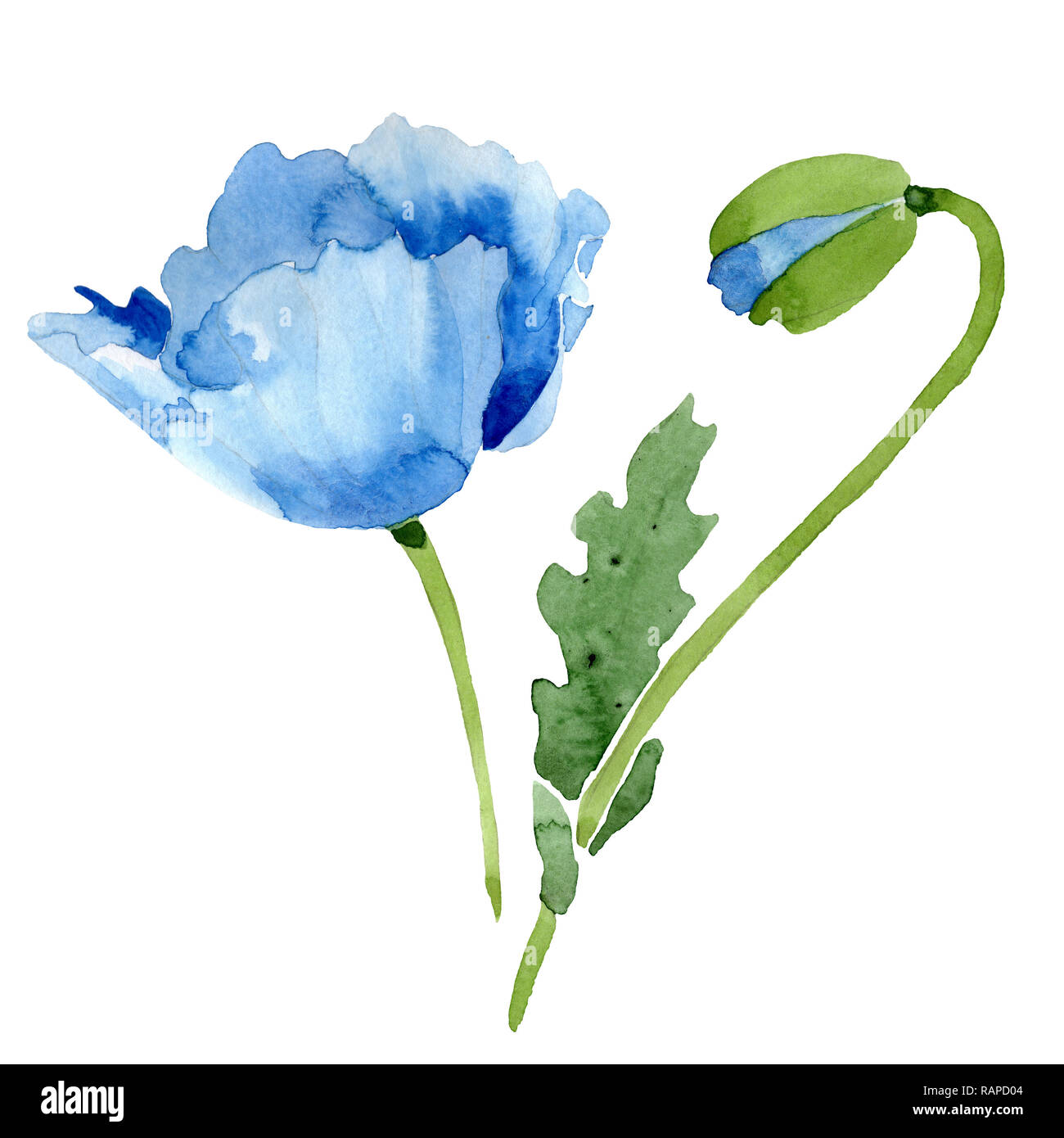 Blue Poppy Flower Painting