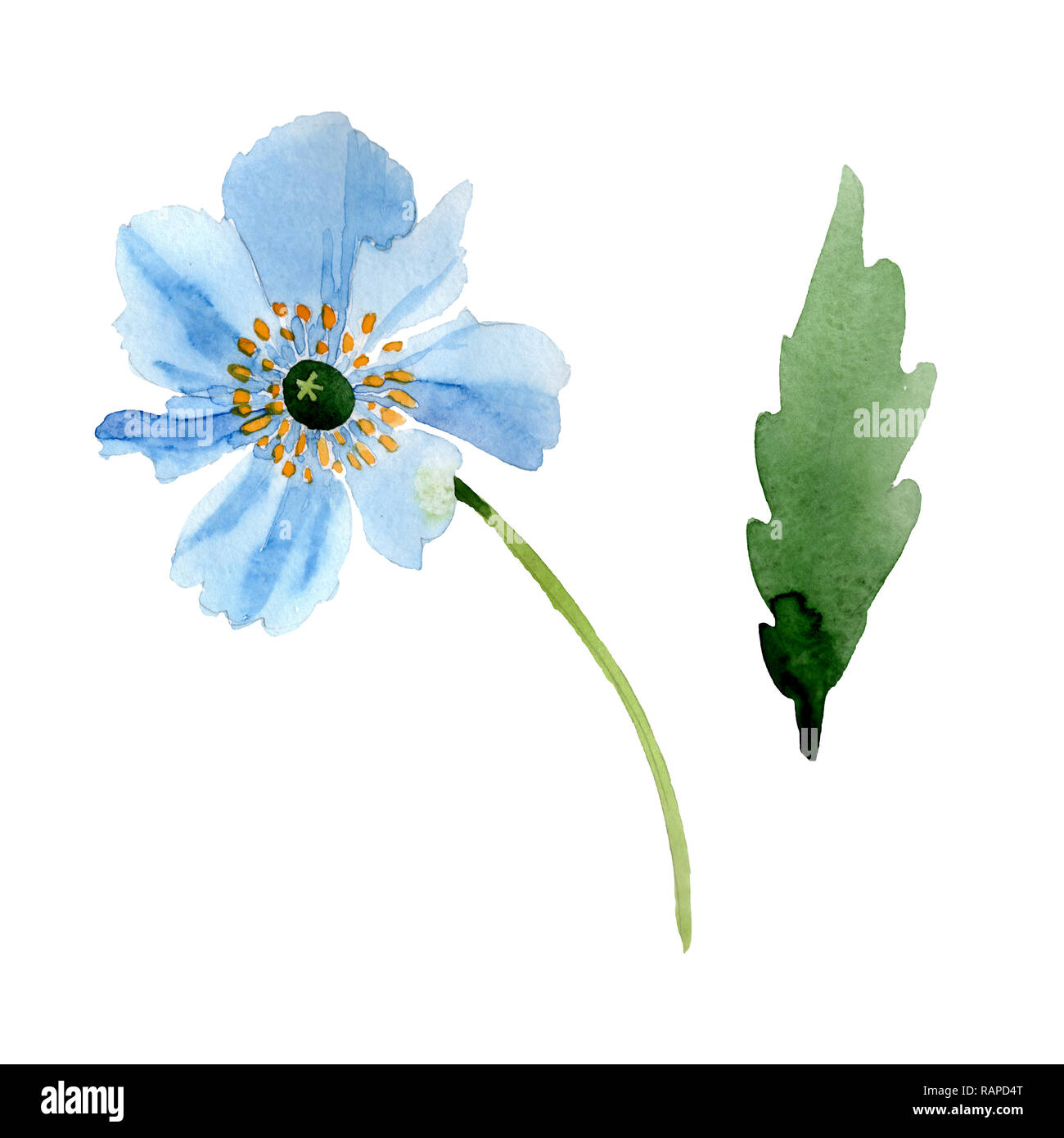 Blue Poppy. Floral botanical flower. Wild spring leaf wildflower ...