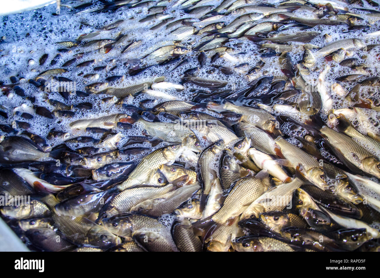 Young carp fish from a fish farm in a barrel are transported for ...