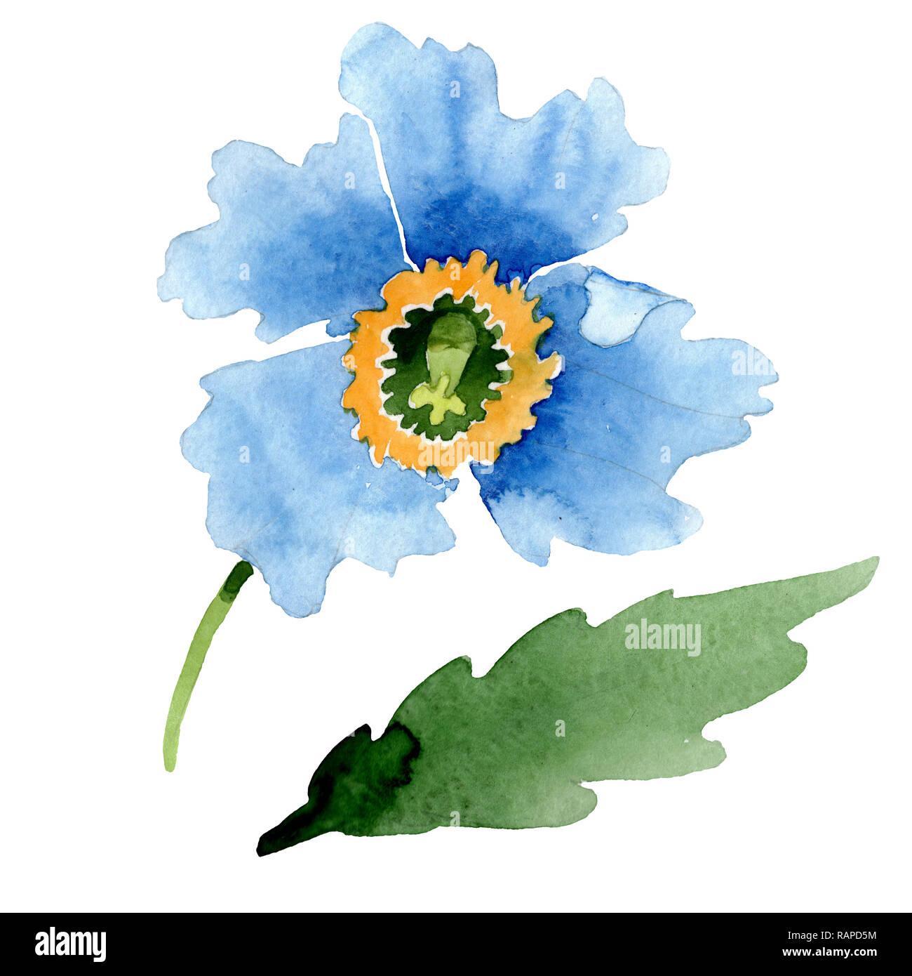 Blue Poppy. Floral botanical flower. Wild spring leaf wildflower ...