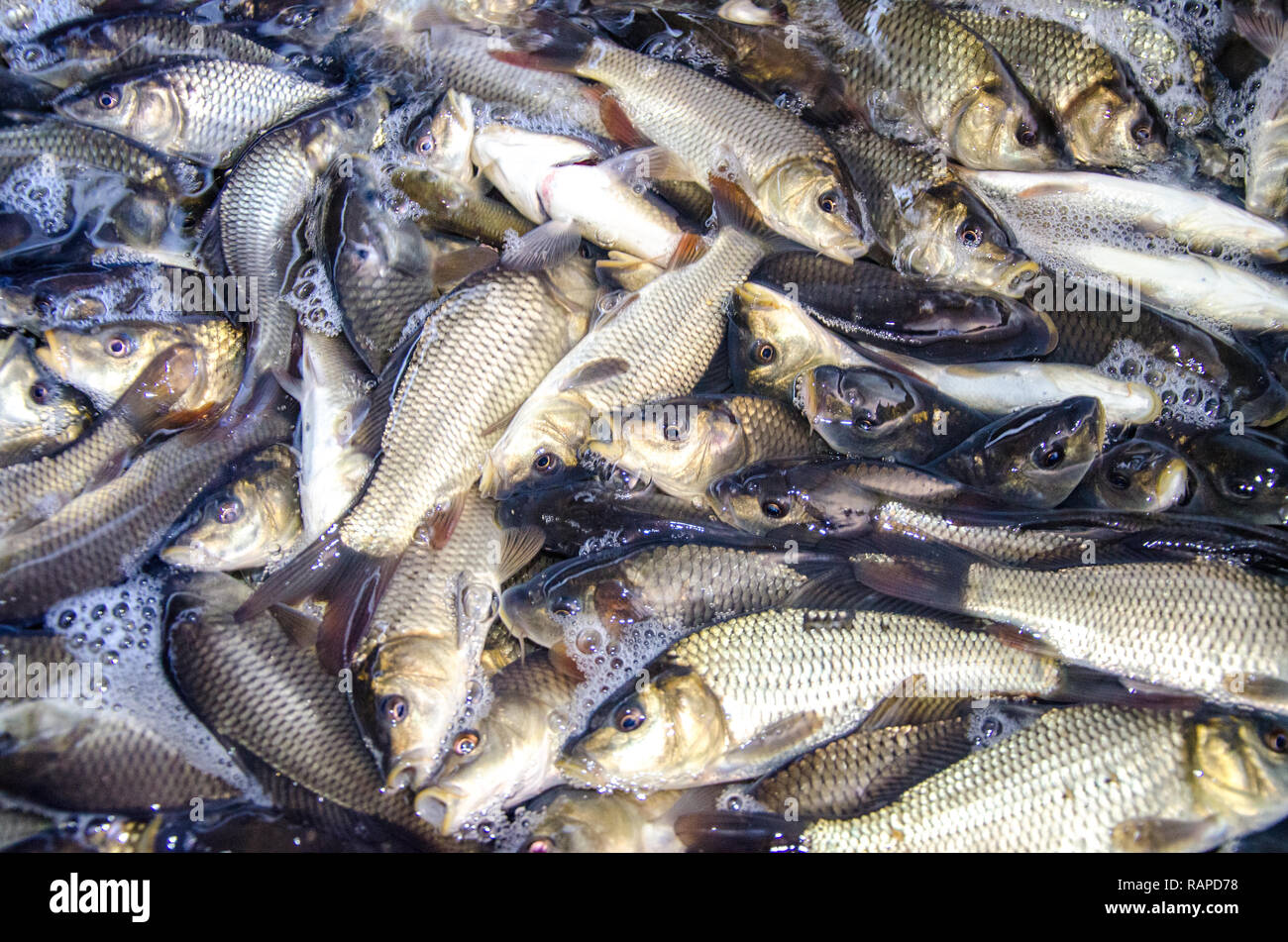 Young carp fish from a fish farm in a barrel are transported for ...