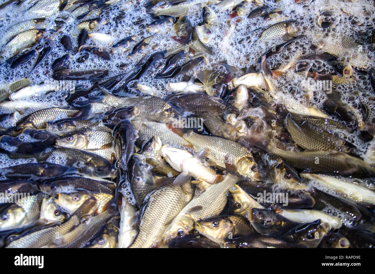 Young carp fish from a fish farm in a barrel are transported for ...