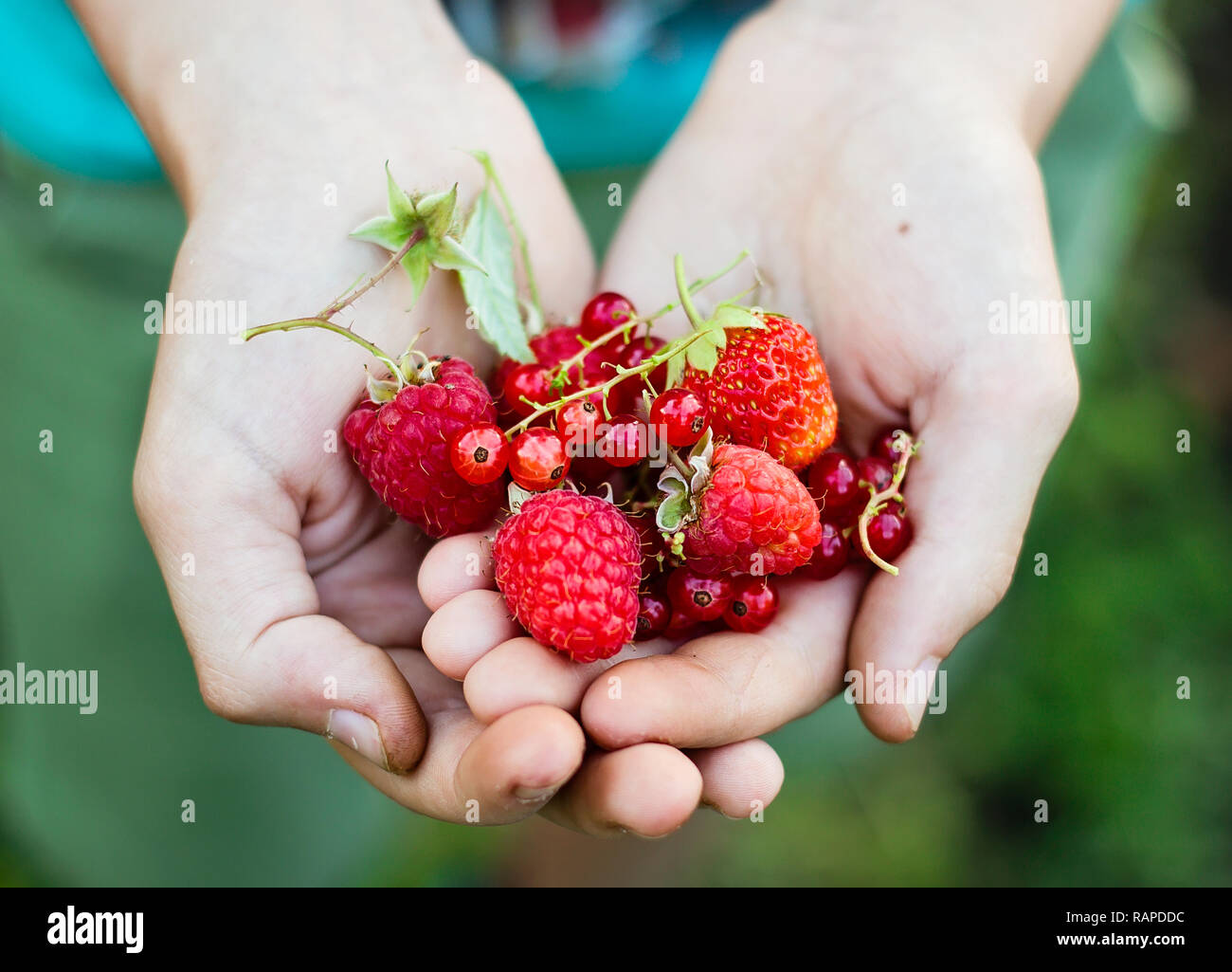 Red berries in children's hands Stock Photo - Alamy