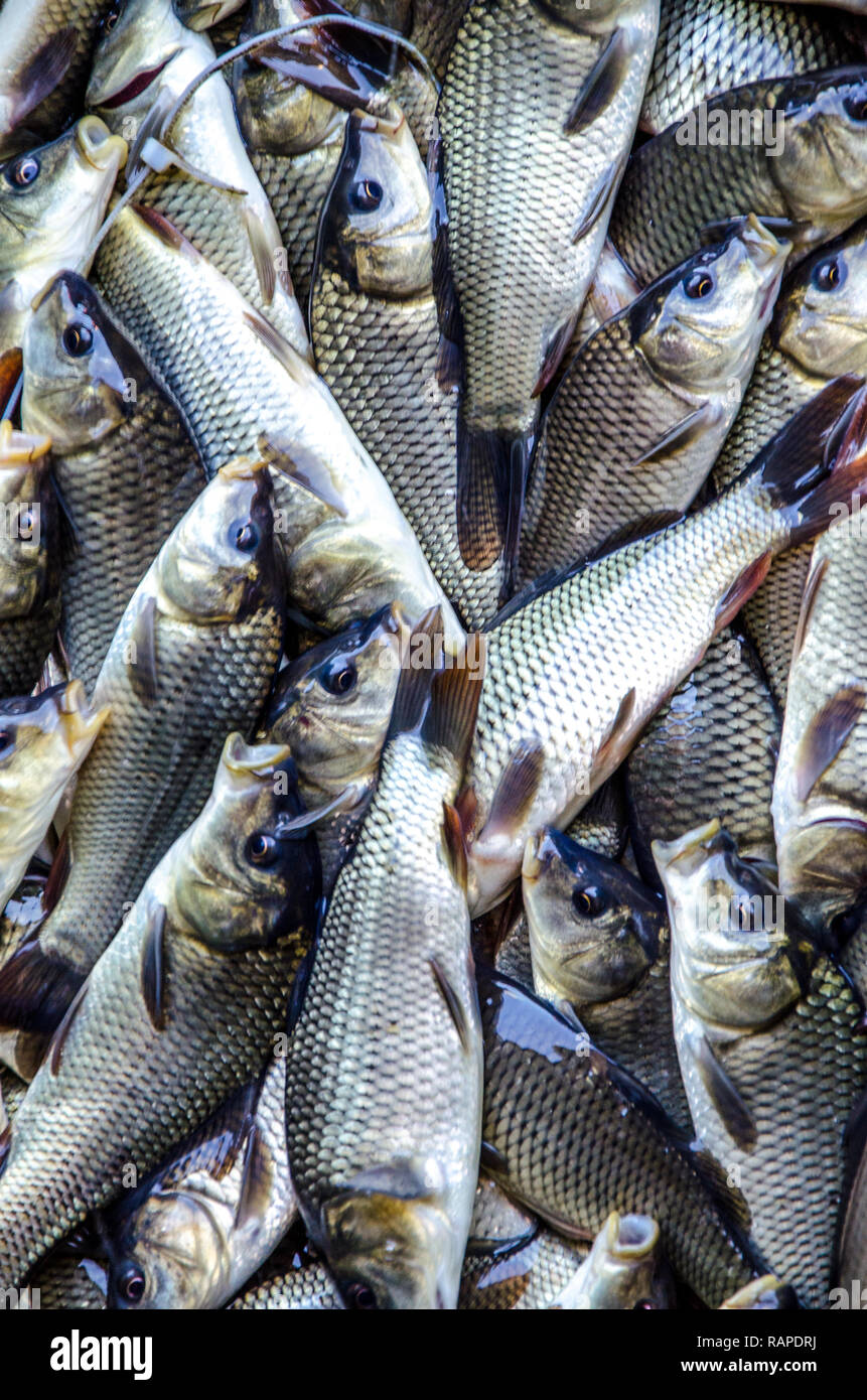Young carp fish from a fish farm in a barrel are transported for ...