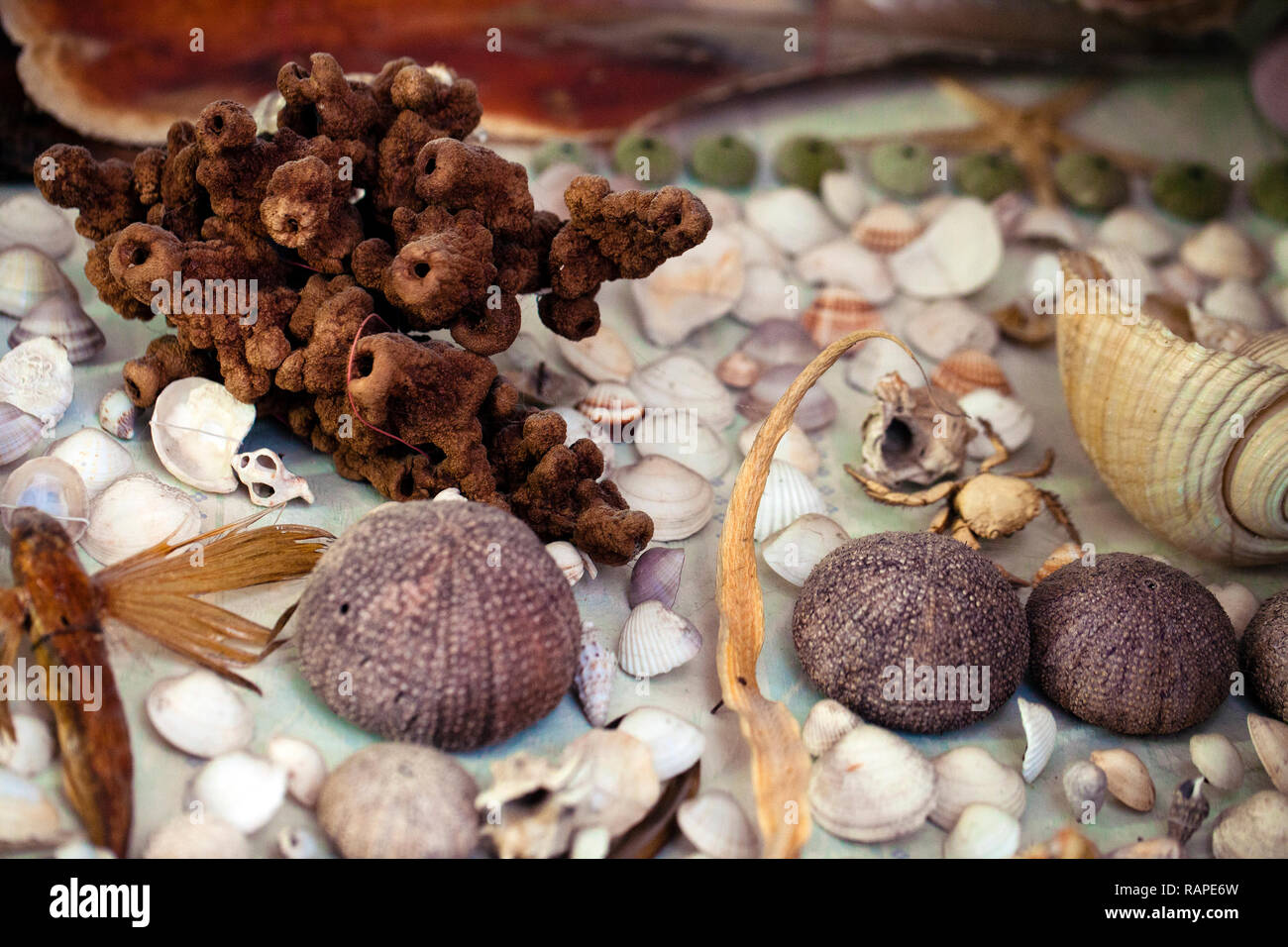 Sea Animal Dried Dead Fish and Seashell Background Stock Photo - Alamy