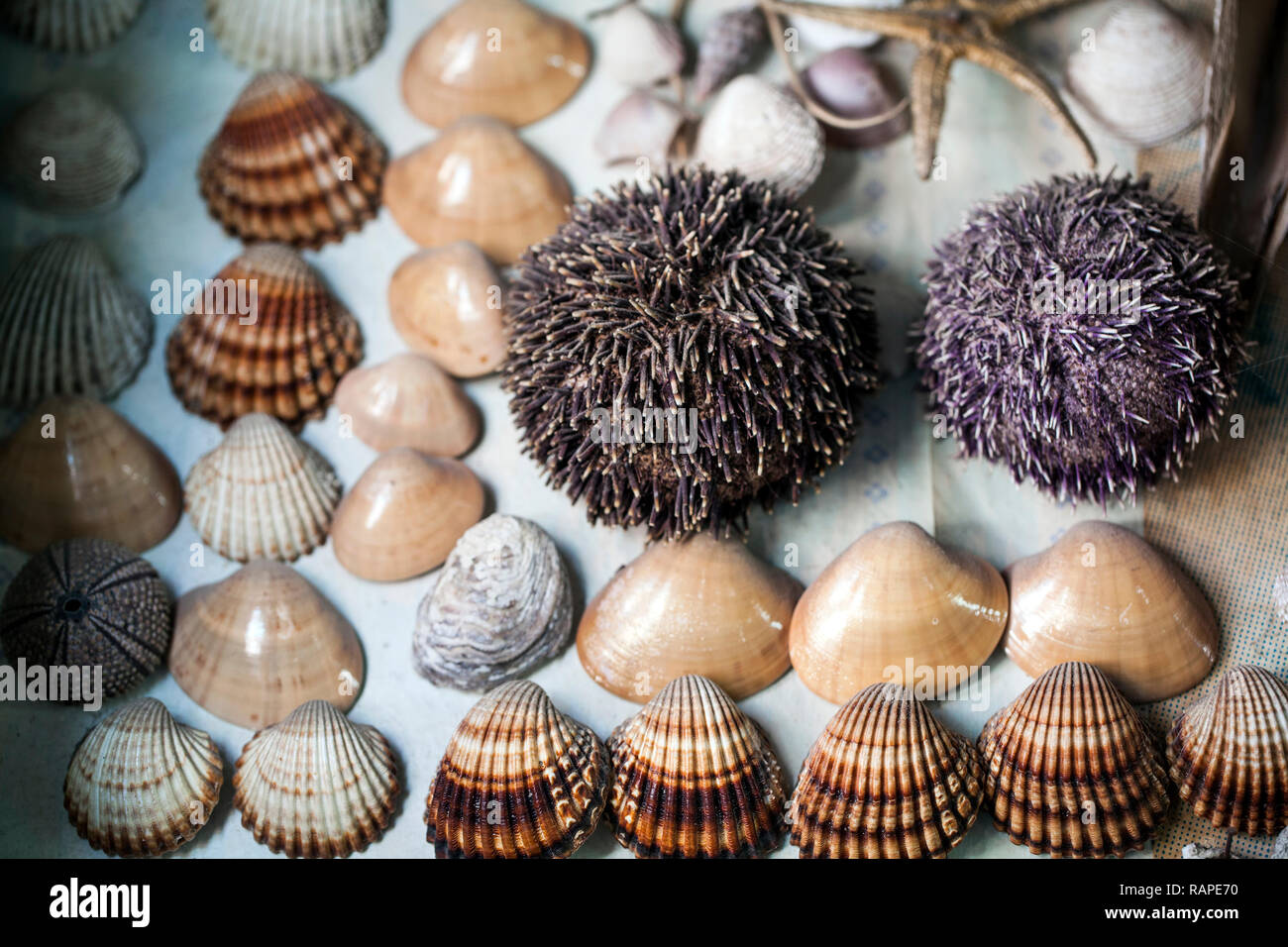 Sea Animal Dried Dead Fish and Seashell Background Stock Photo - Alamy