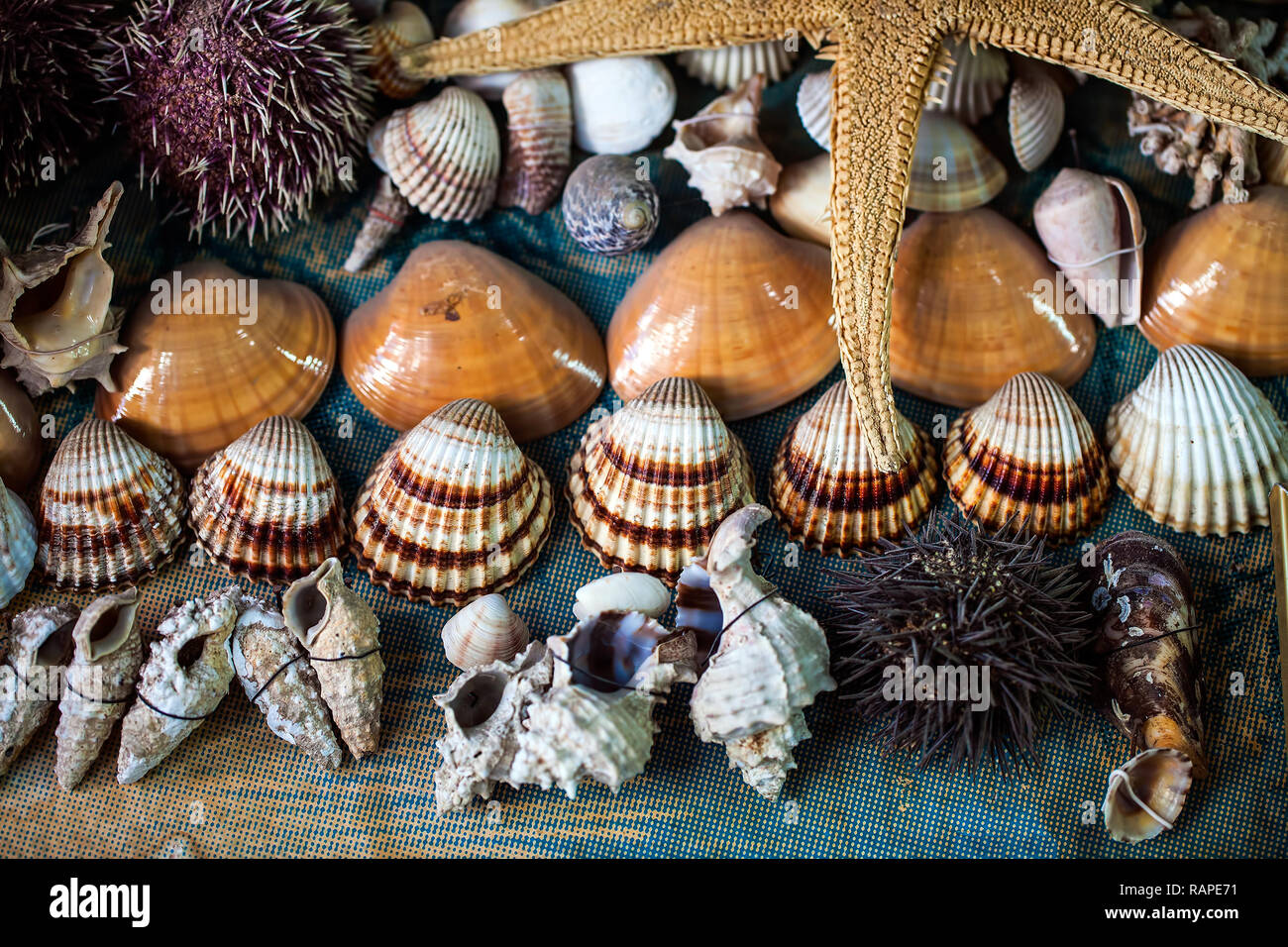 Sea Animal Dried Dead Fish and Seashell Background Stock Photo - Alamy
