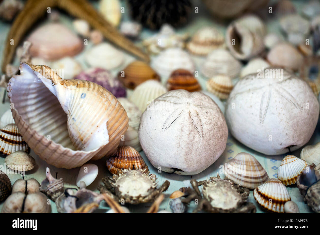 Sea Animal Dried Dead Fish and Seashell Background Stock Photo - Alamy