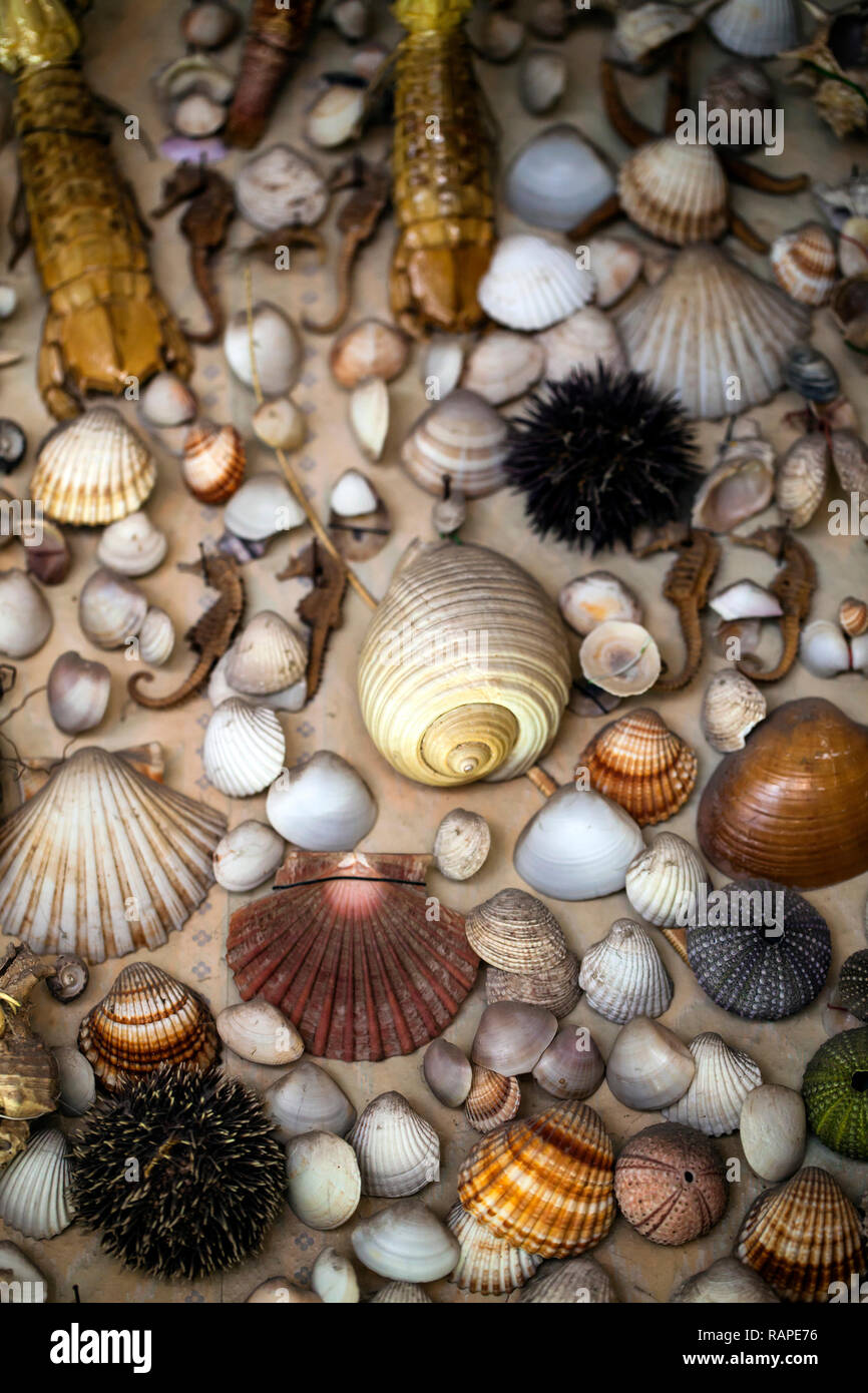 Sea Animal Dried Dead Fish and Seashell Background Stock Photo - Alamy