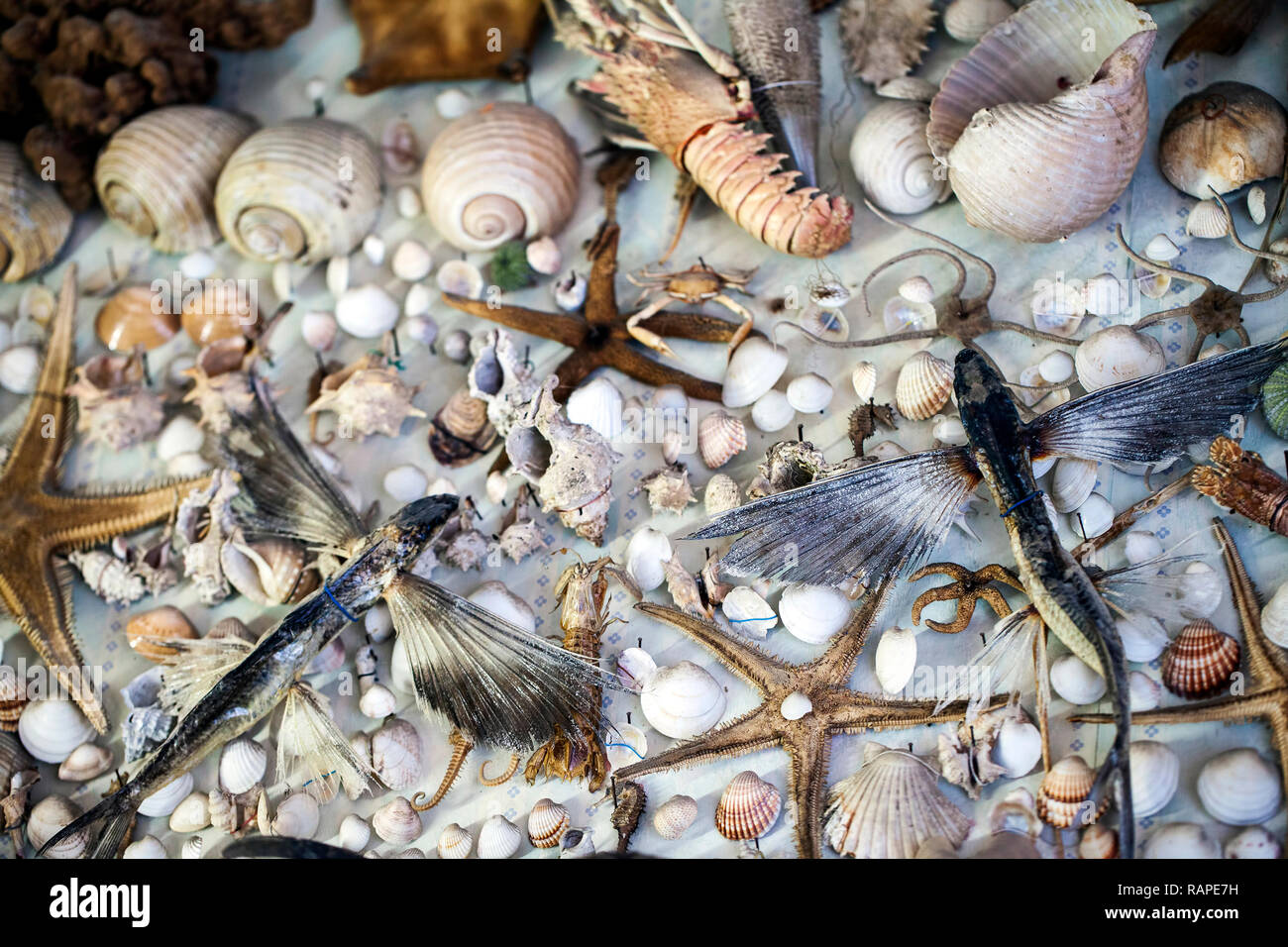 Sea Animal Dried Dead Fish and Seashell Background Stock Photo - Alamy