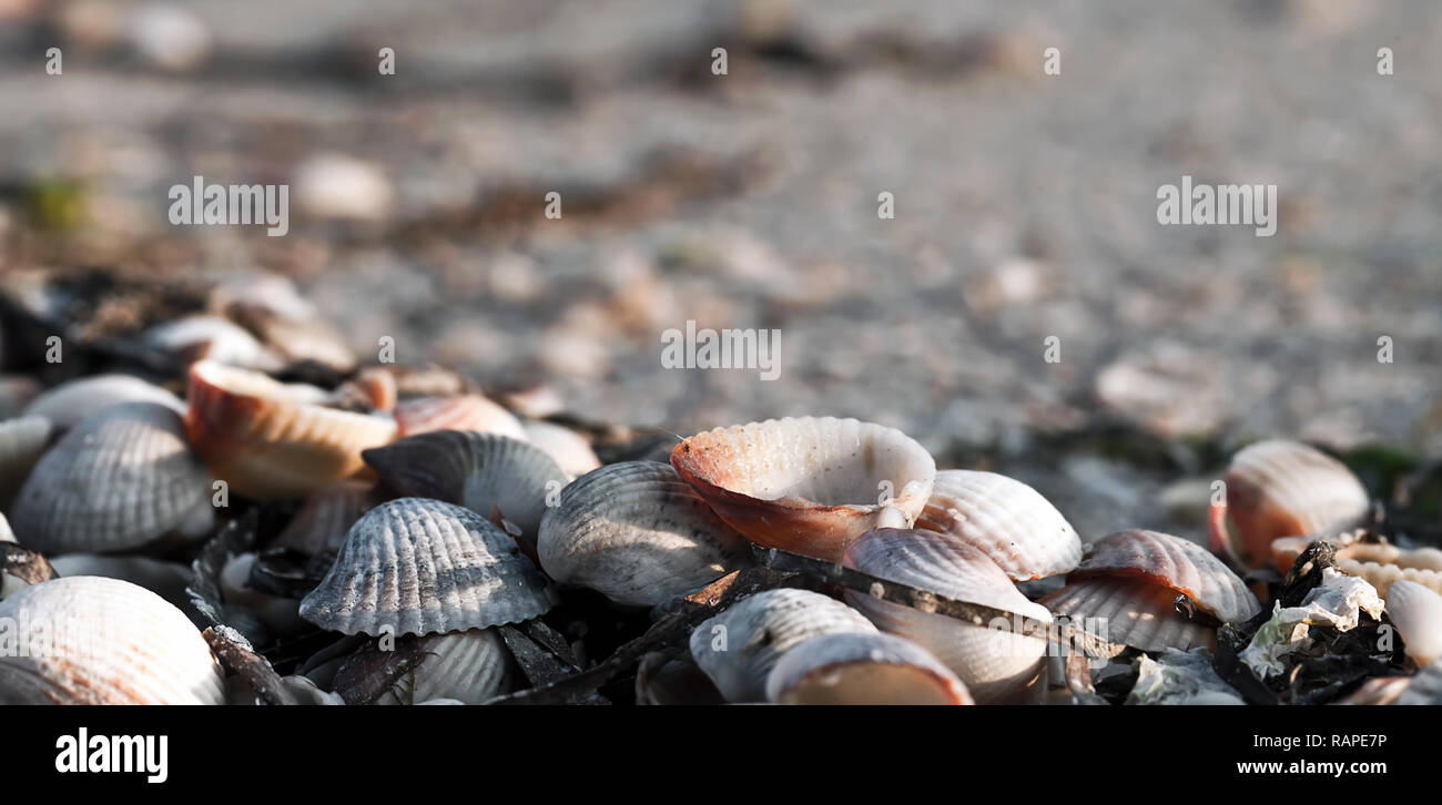 Sea Animal Dried Dead Fish and Seashell Background Stock Photo - Alamy