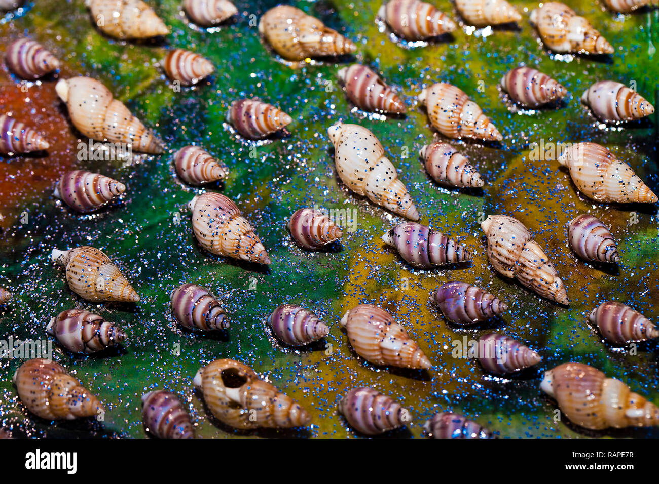 Sea Animal Dried Dead Fish and Seashell Background Stock Photo - Alamy