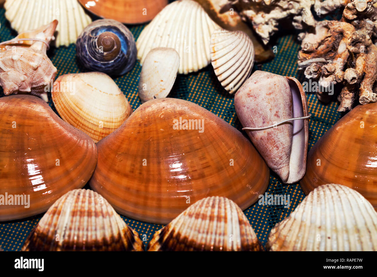 Sea Animal Dried Dead Fish and Seashell Background Stock Photo - Alamy