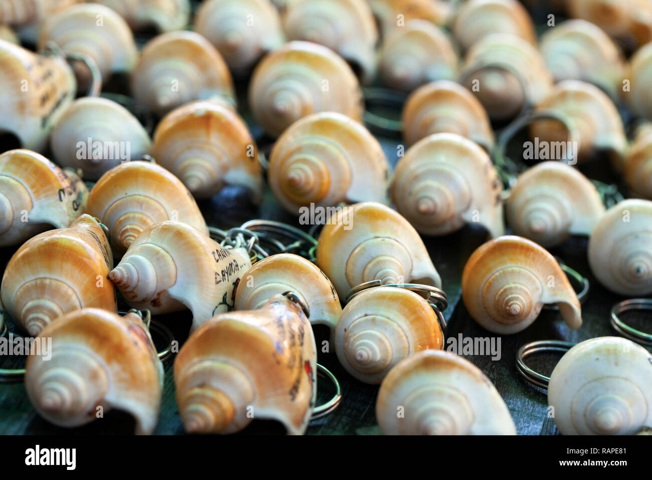 Sea Animal Dried Dead Fish and Seashell Background Stock Photo - Alamy