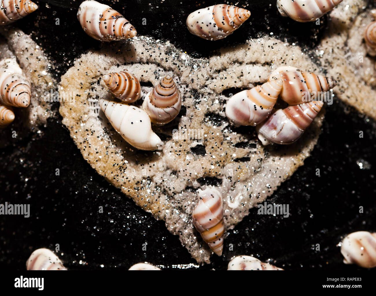 Sea Animal Dried Dead Fish and Seashell Background Stock Photo - Alamy