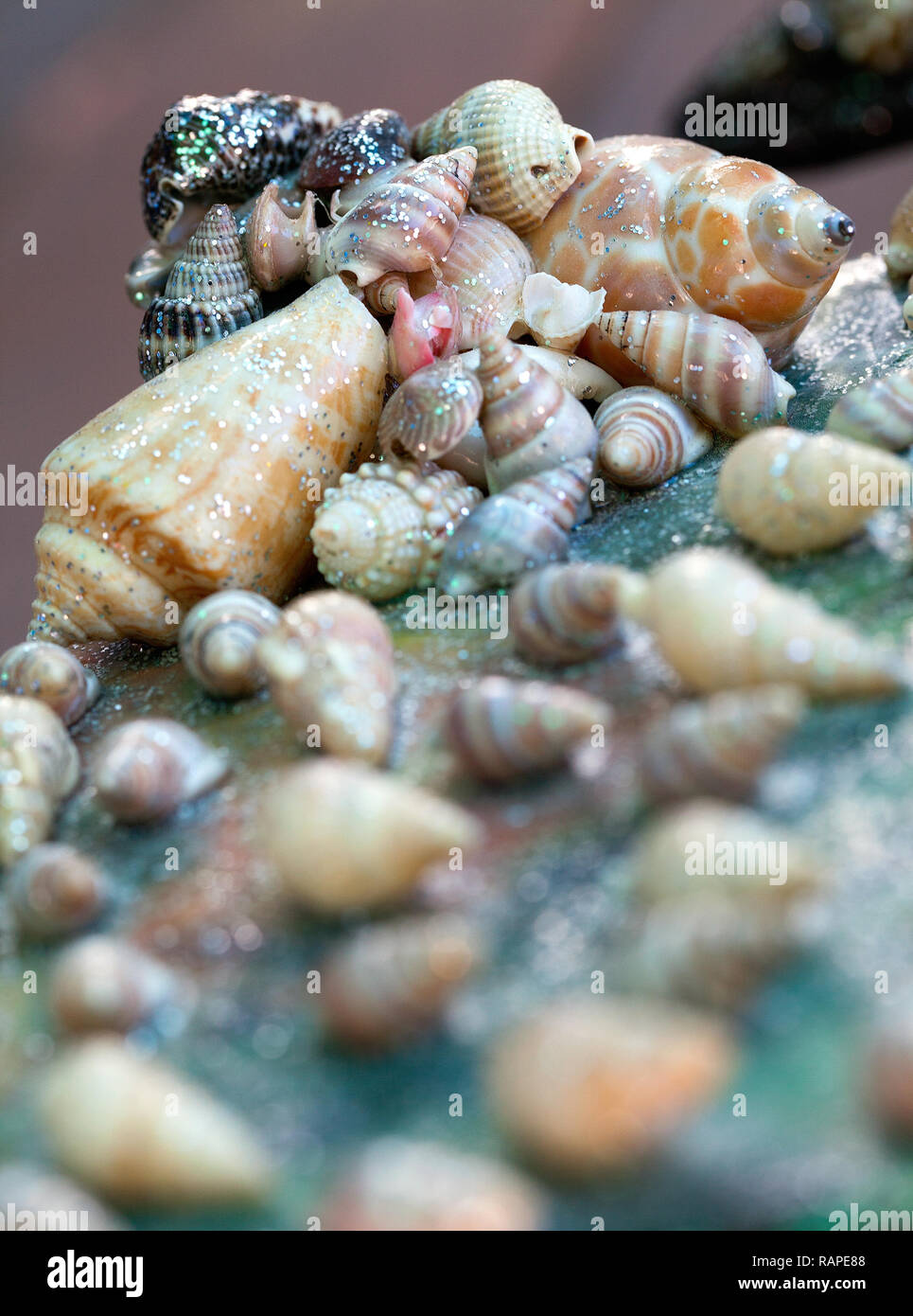 Sea Animal Dried Dead Fish and Seashell Background Stock Photo - Alamy