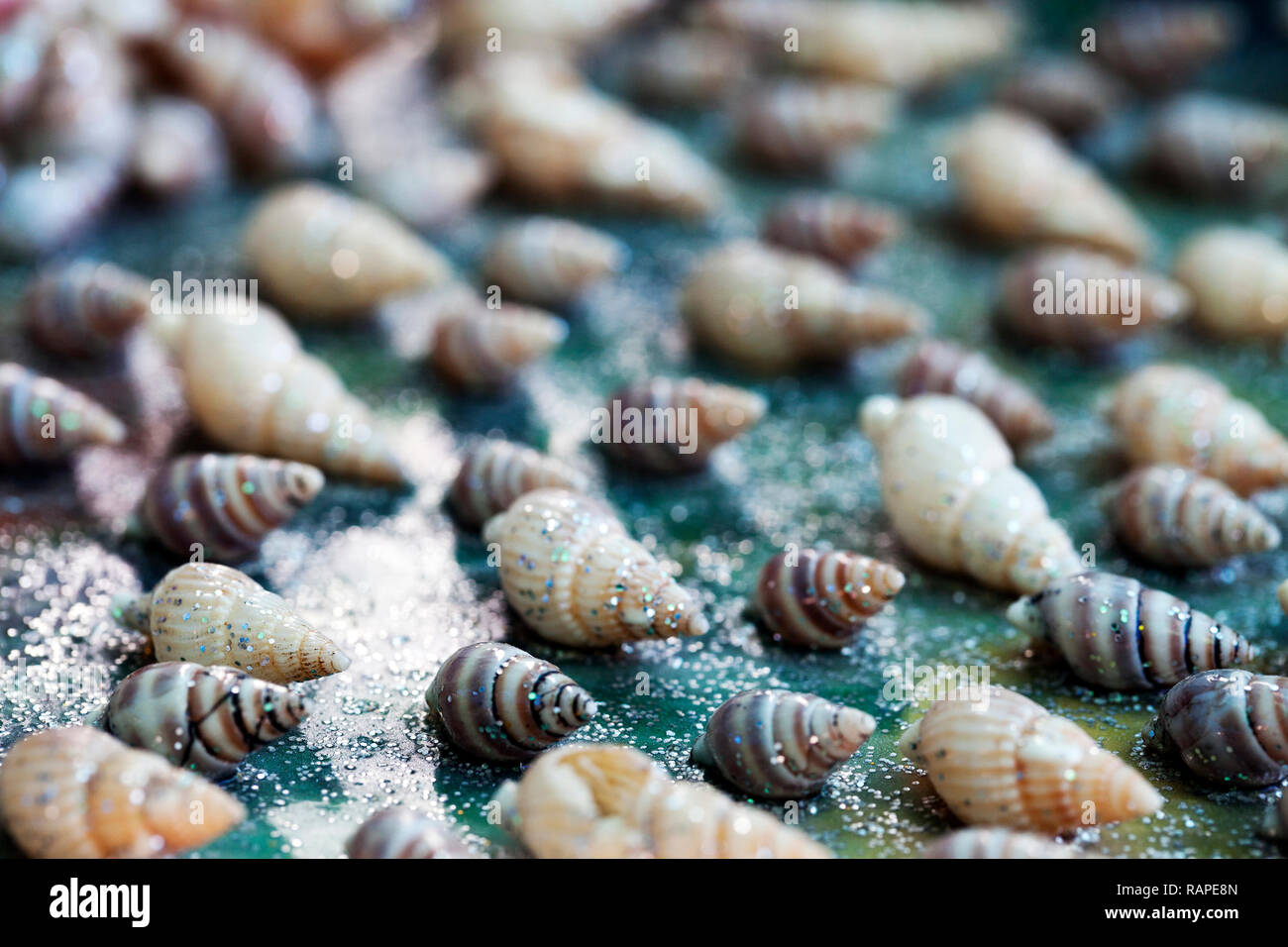 Sea Animal Dried Dead Fish and Seashell Background Stock Photo - Alamy