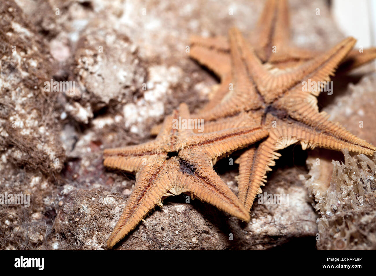 Sea Animal Dried Dead Fish and Seashell Background Stock Photo - Alamy