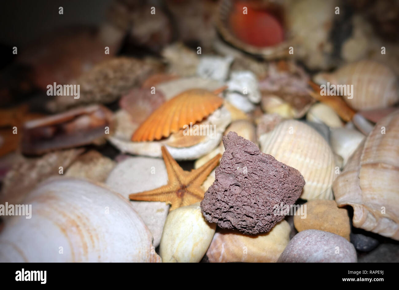 Sea Animal Dried Dead Fish and Seashell Background Stock Photo - Alamy