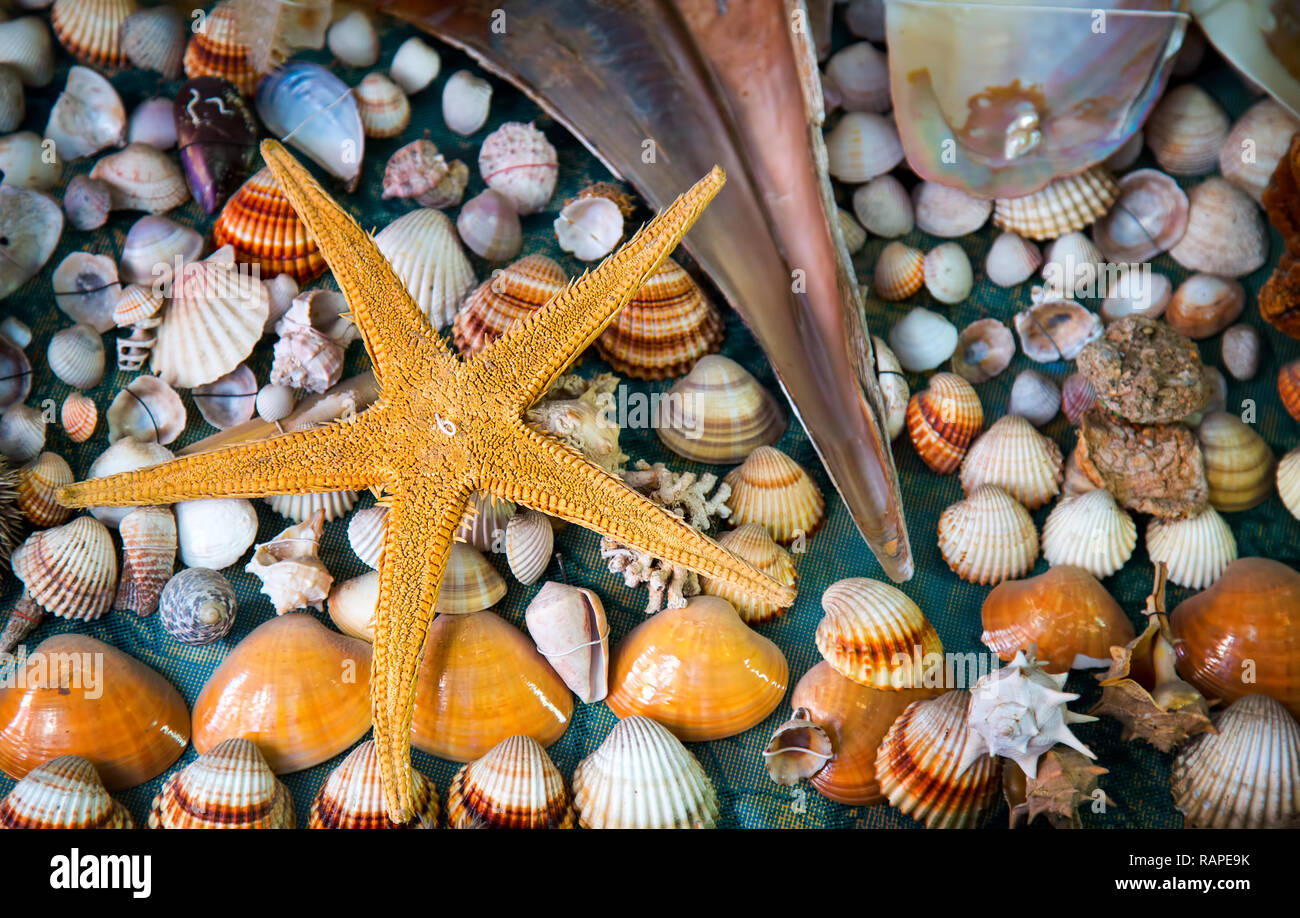 Sea Animal Dried Dead Fish and Seashell Background Stock Photo - Alamy