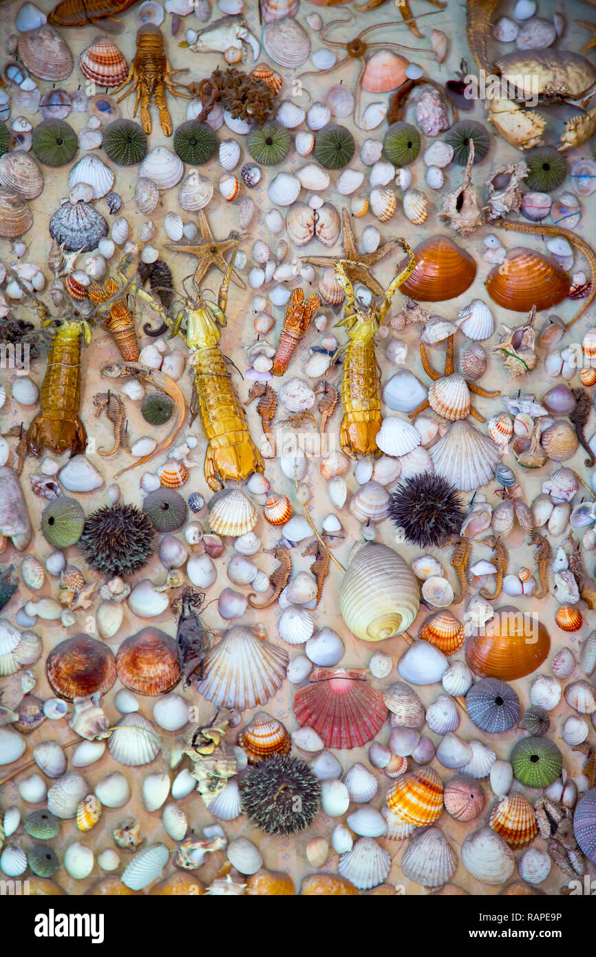 Sea Animal Dried Dead Fish and Seashell Background Stock Photo - Alamy