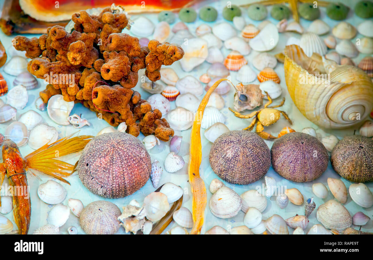 Sea Animal Dried Dead Fish and Seashell Background Stock Photo - Alamy