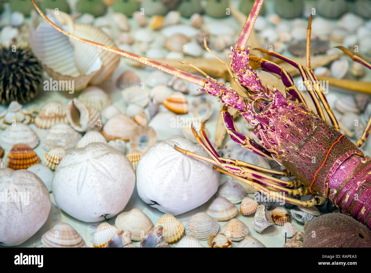 Sea Animal Dried Dead Fish and Seashell Background Stock Photo - Alamy