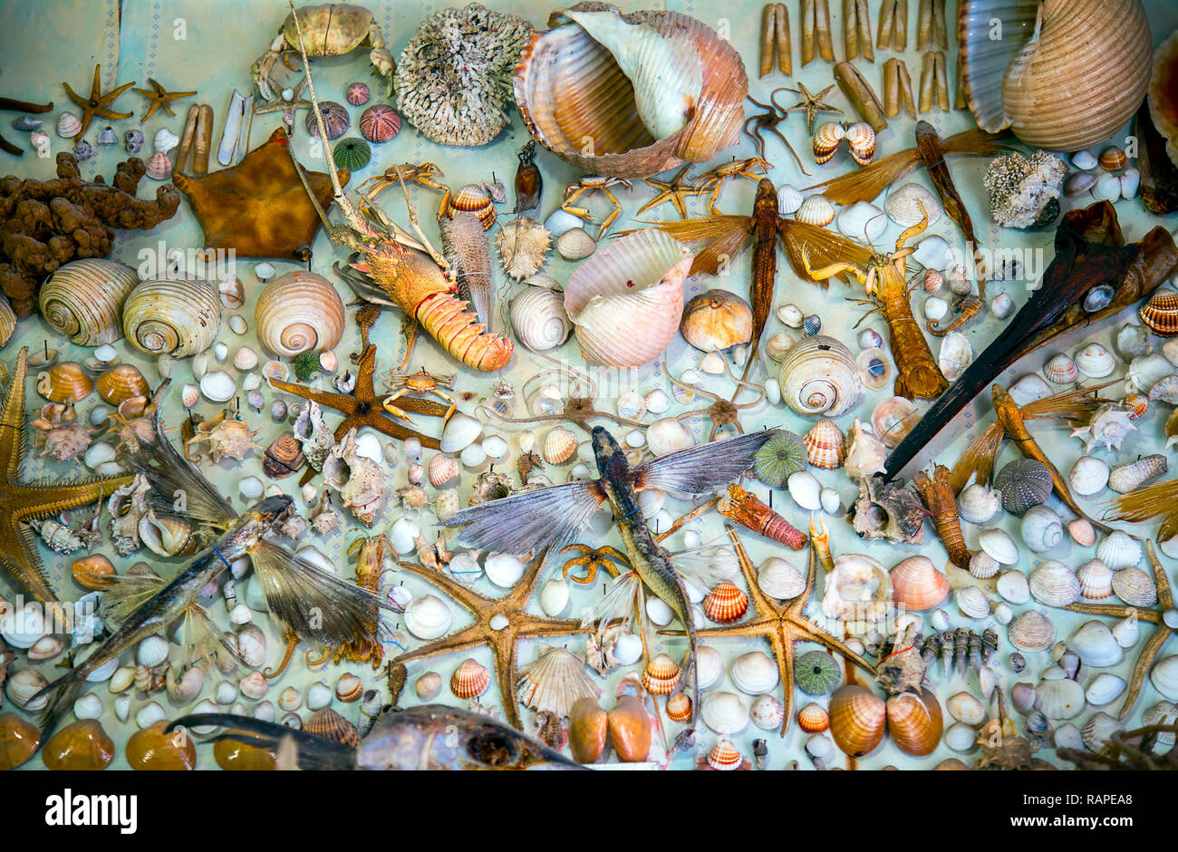Sea Animal Dried Dead Fish and Seashell Background Stock Photo - Alamy