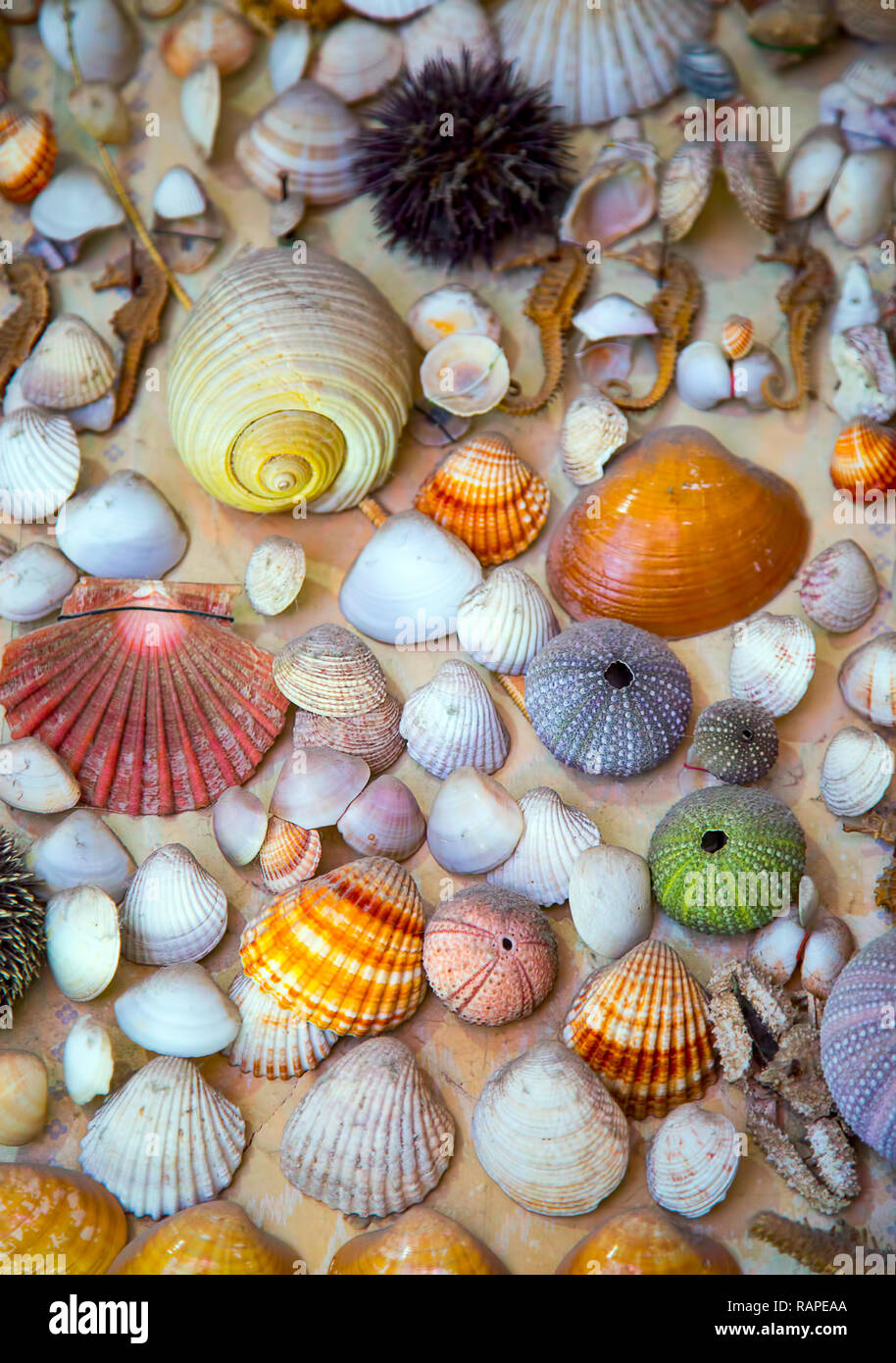 Sea Animal Dried Dead Fish and Seashell Background Stock Photo - Alamy