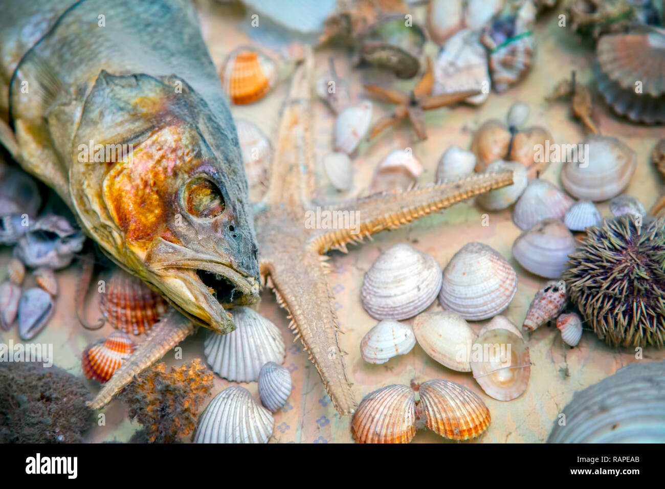 Sea Animal Dried Dead Fish and Seashell Background Stock Photo - Alamy