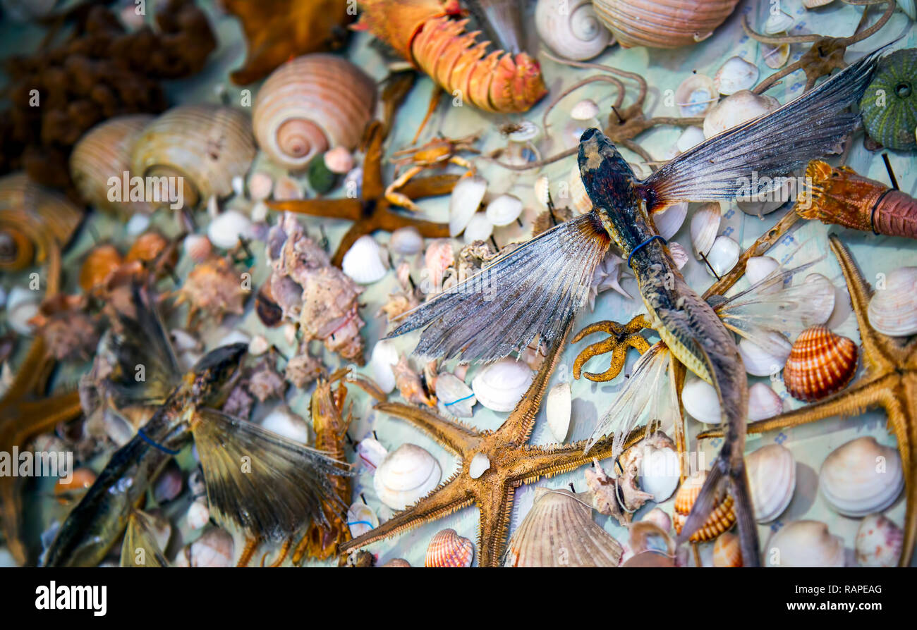 Sea Animal Dried Dead Fish and Seashell Background Stock Photo - Alamy