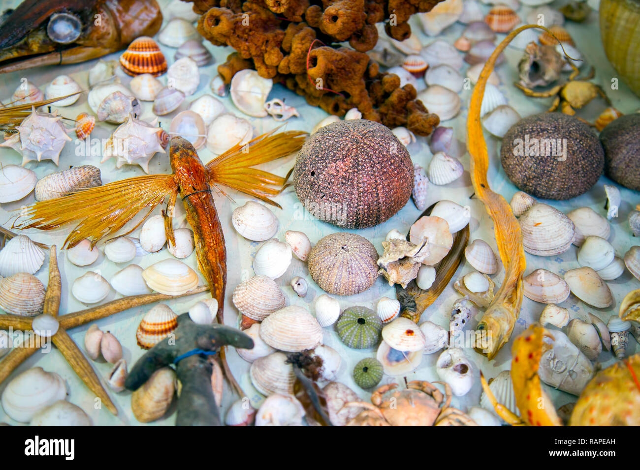 Sea Animal Dried Dead Fish and Seashell Background Stock Photo - Alamy