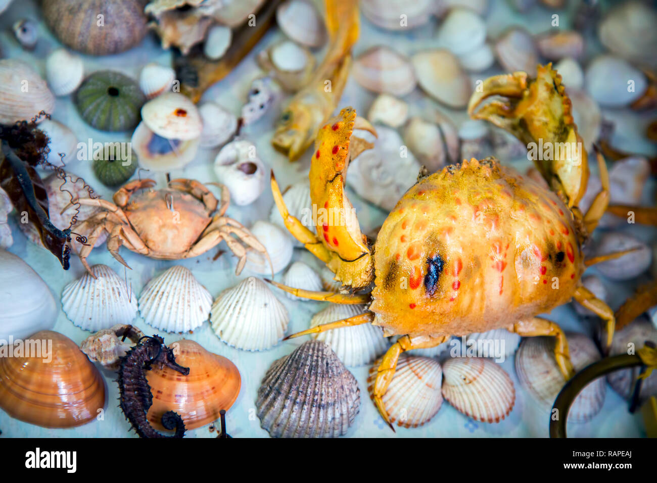Sea Animal Dried Dead Fish and Seashell Background Stock Photo - Alamy