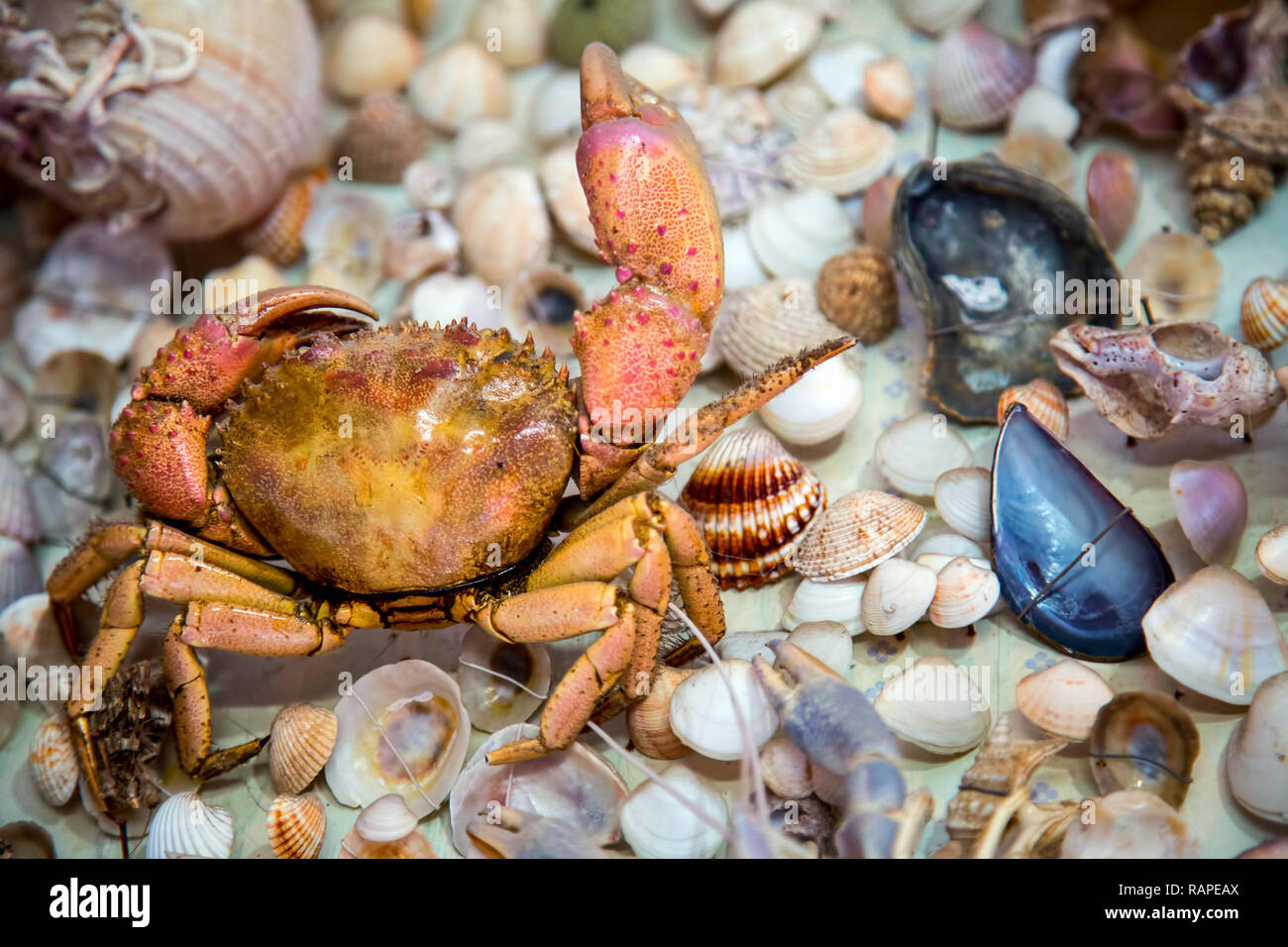 Sea Animal Dried Dead Fish and Seashell Background Stock Photo - Alamy