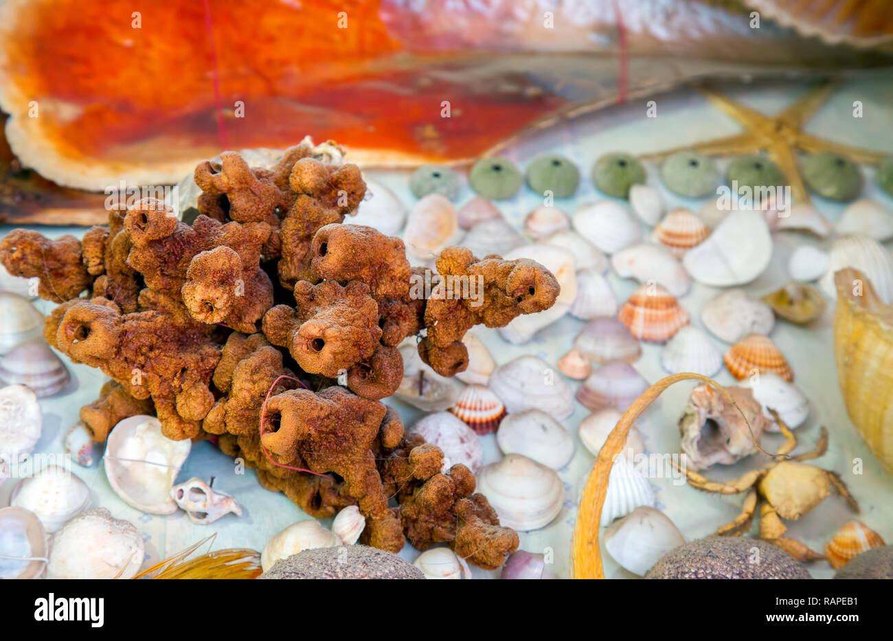 Sea Animal Dried Dead Fish and Seashell Background Stock Photo - Alamy