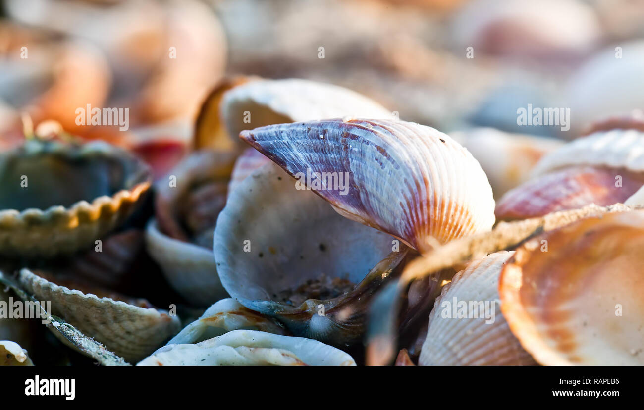 Sea Animal Dried Dead Fish and Seashell Background Stock Photo - Alamy