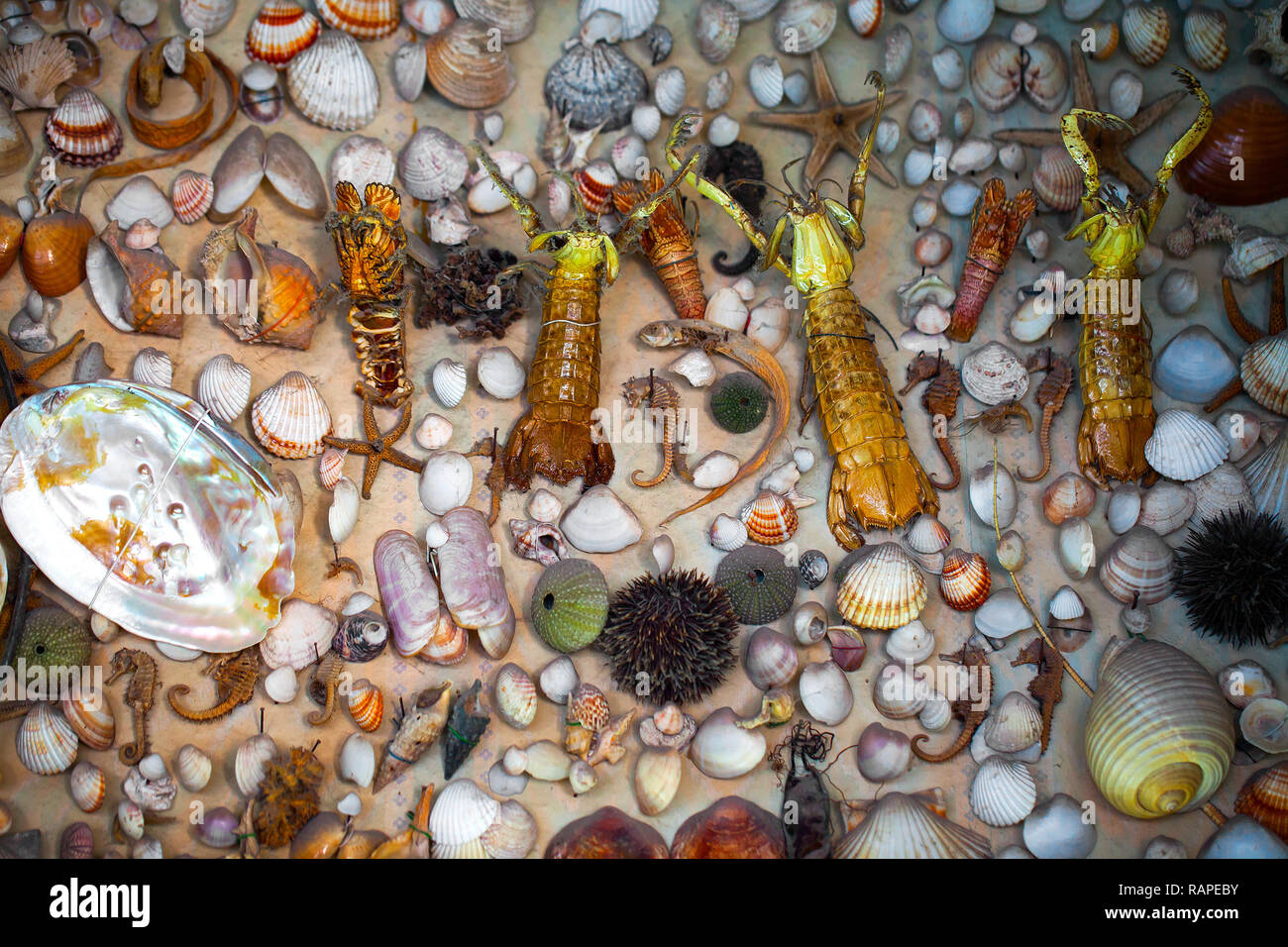 Sea Animal Dried Dead Fish and Seashell Background Stock Photo - Alamy