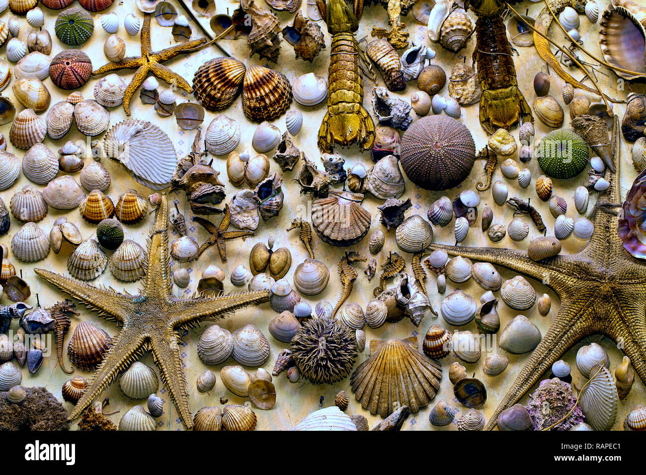 Sea Animal Dried Dead Fish and Seashell Background Stock Photo - Alamy