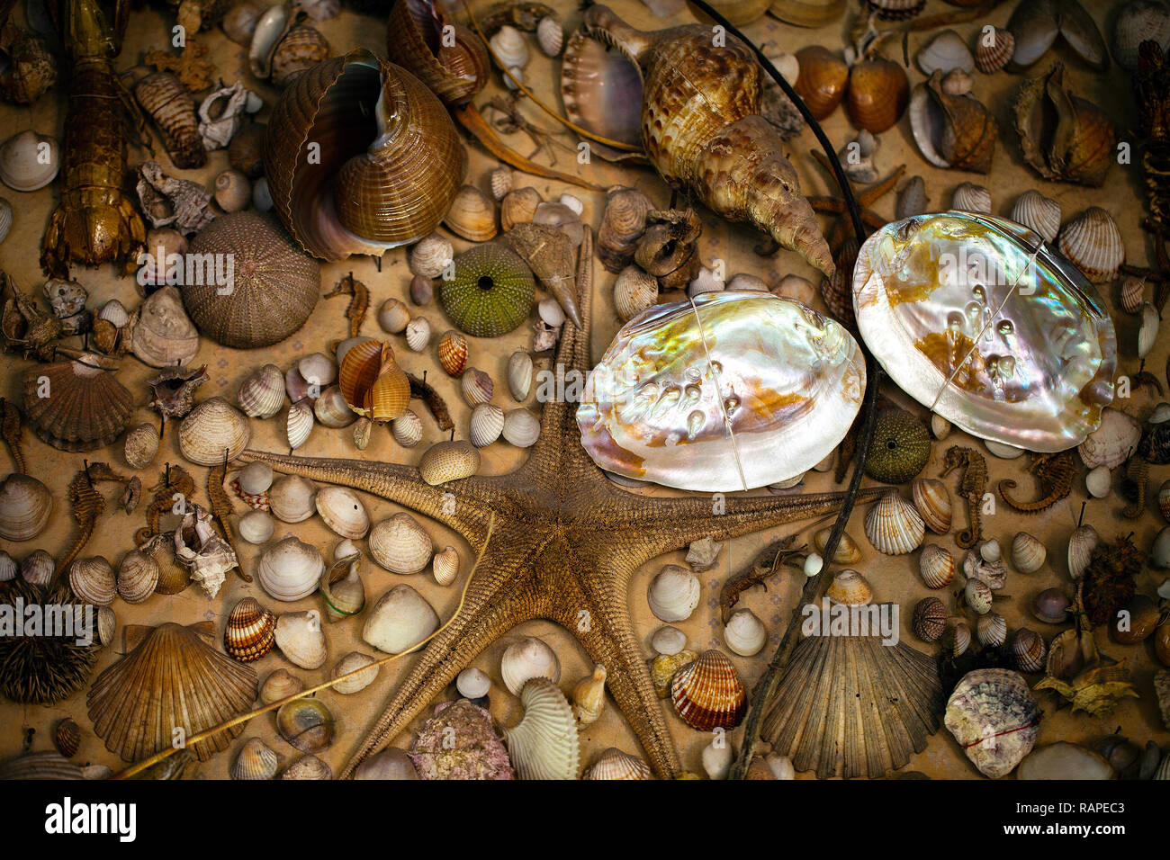 Sea Animal Dried Dead Fish and Seashell Background Stock Photo - Alamy