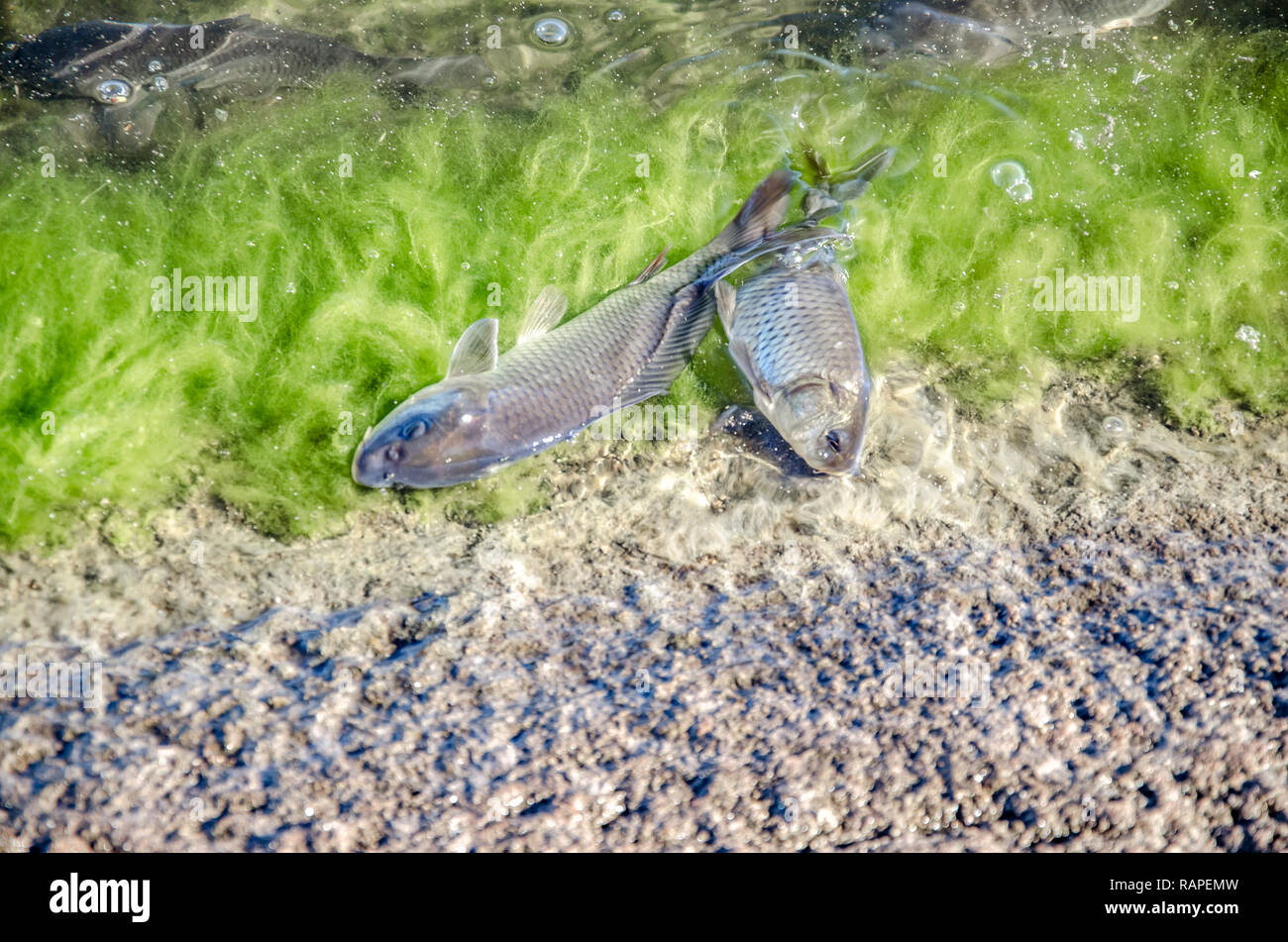 Young carp fish from fish farms released into the reservoir Stock Photo ...