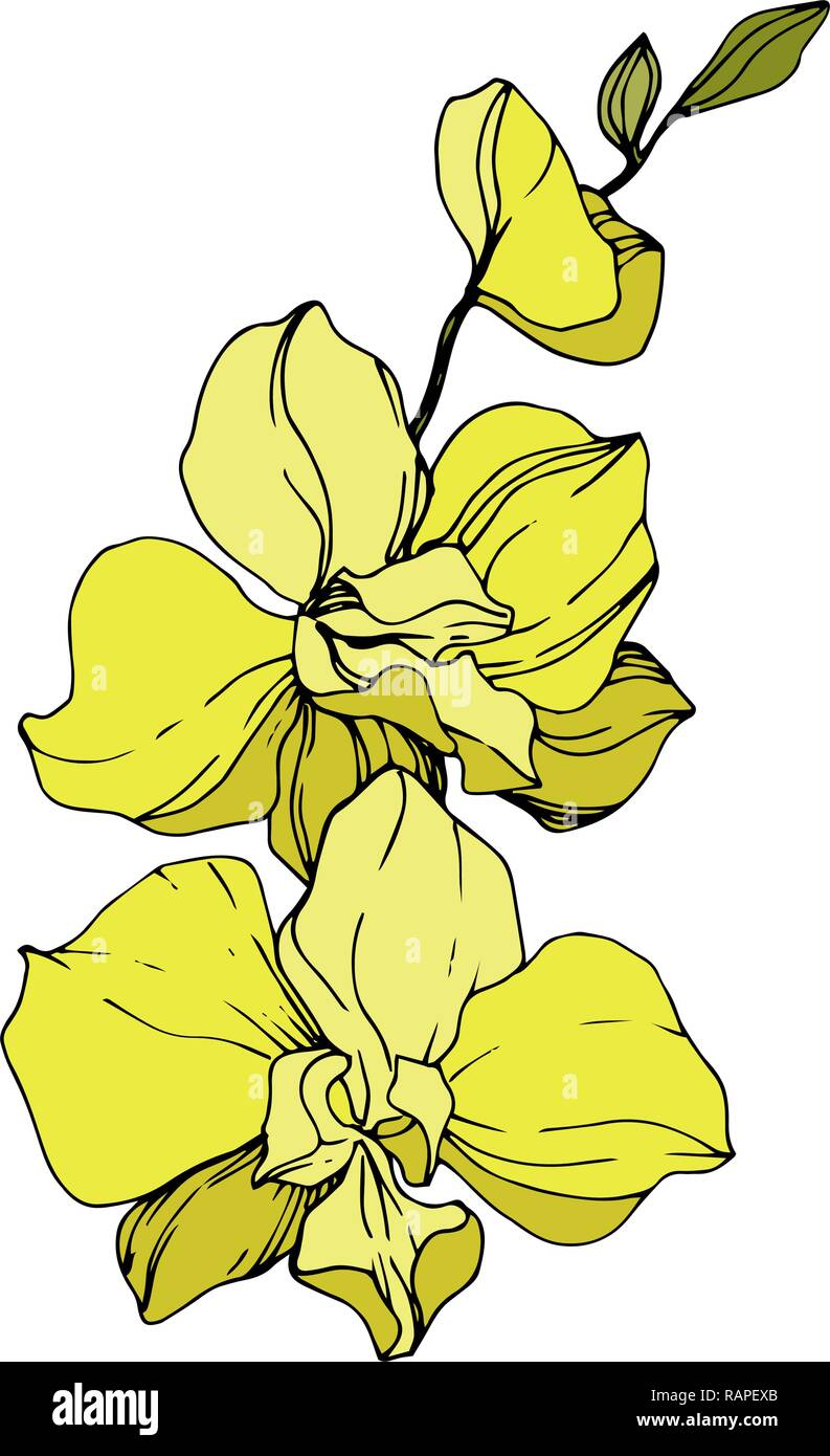 Vector Yellow Orchid. Floral botanical flower. Engraved ink art ...