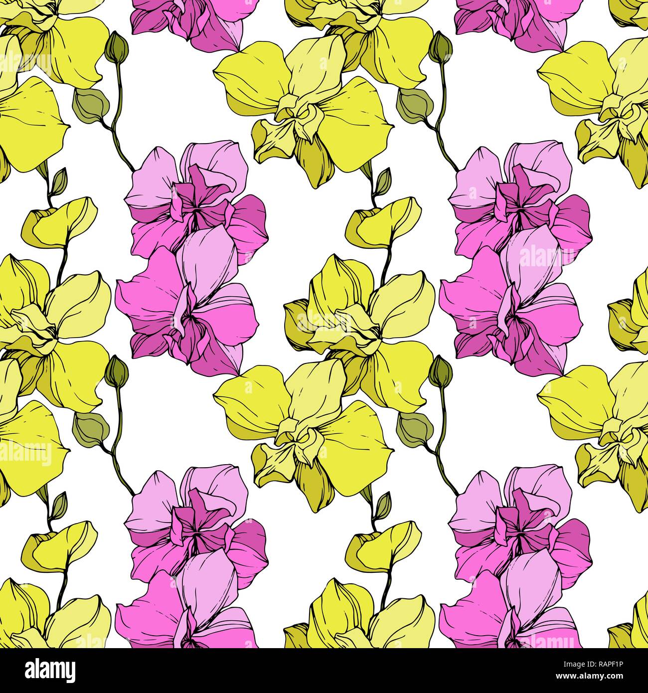 Vector Yellow and pink Orchid. Floral botanical flower. Engraved ink ...