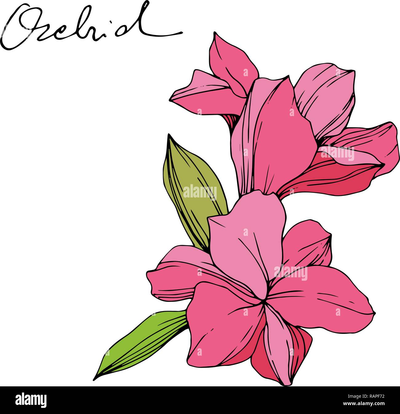 Vector Pink Orchid. Floral botanical flower. Engraved ink art. Isolated ...