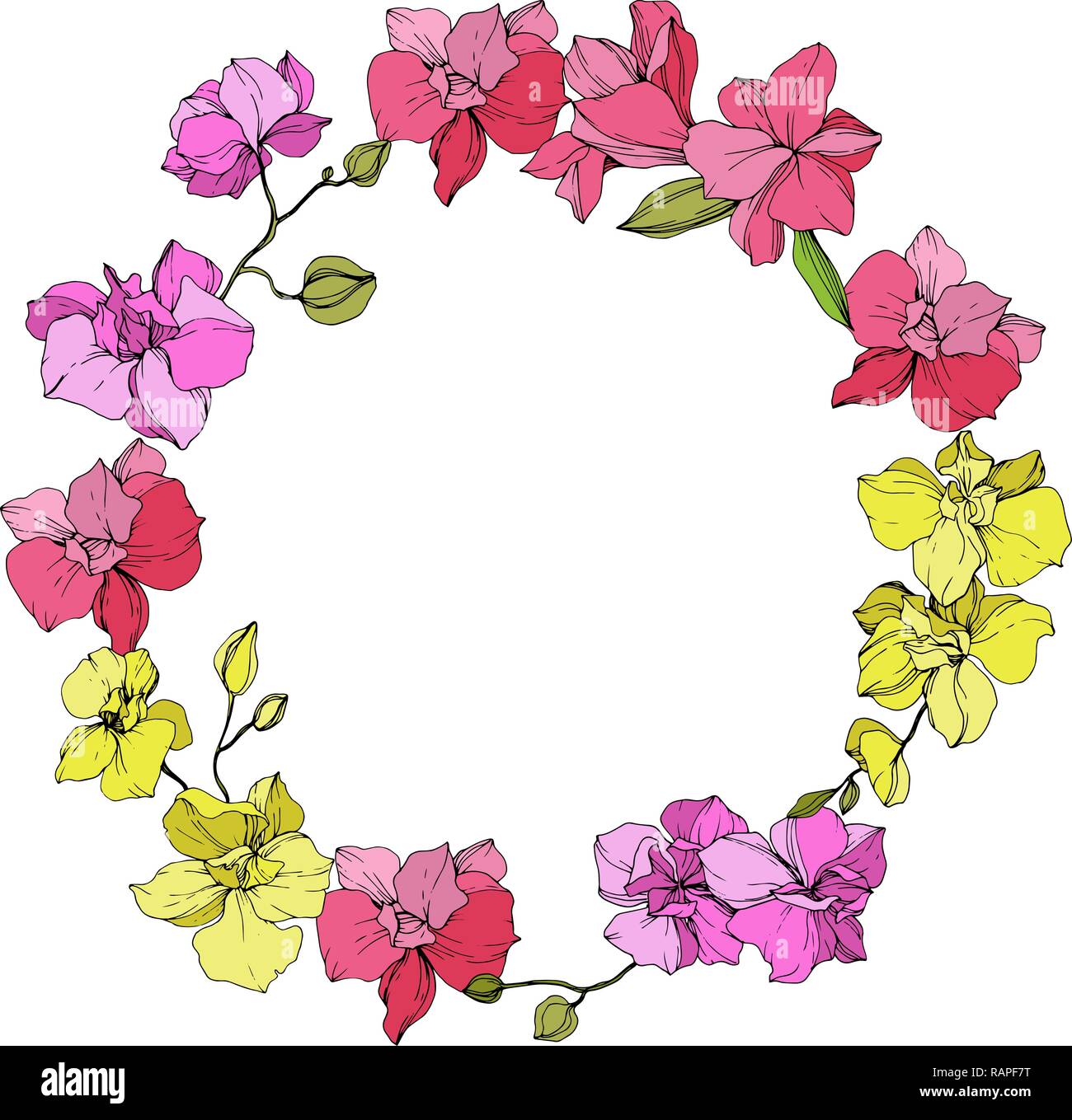 Vector Pink and yellow Orchid. Floral botanical flower. Engraved ink ...