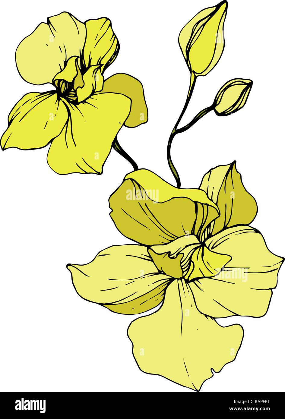 Vector Yellow Orchid. Floral botanical flower. Engraved ink art ...