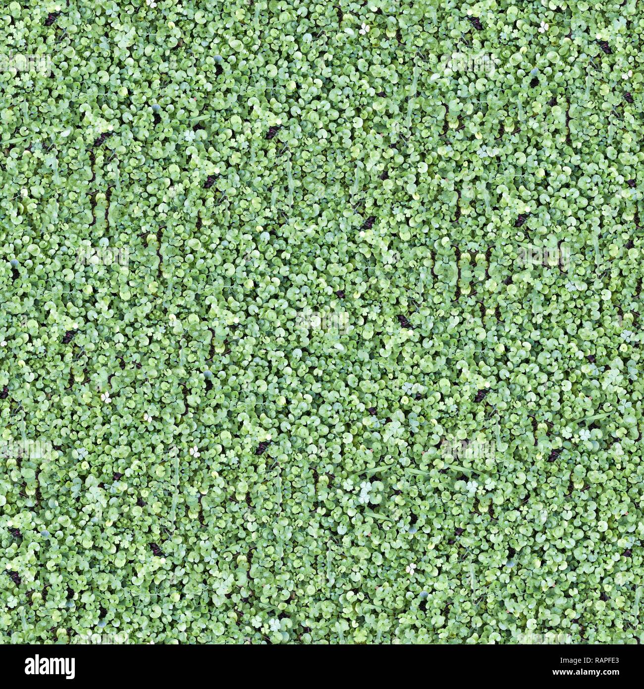 Seamless Green Grass Ground Pattern Background Texture Stock Photo - Alamy