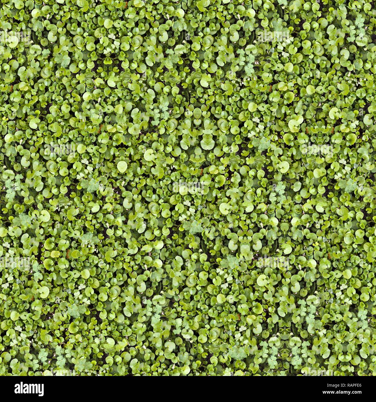 Seamless Green Grass Ground Pattern Background Texture Stock Photo - Alamy