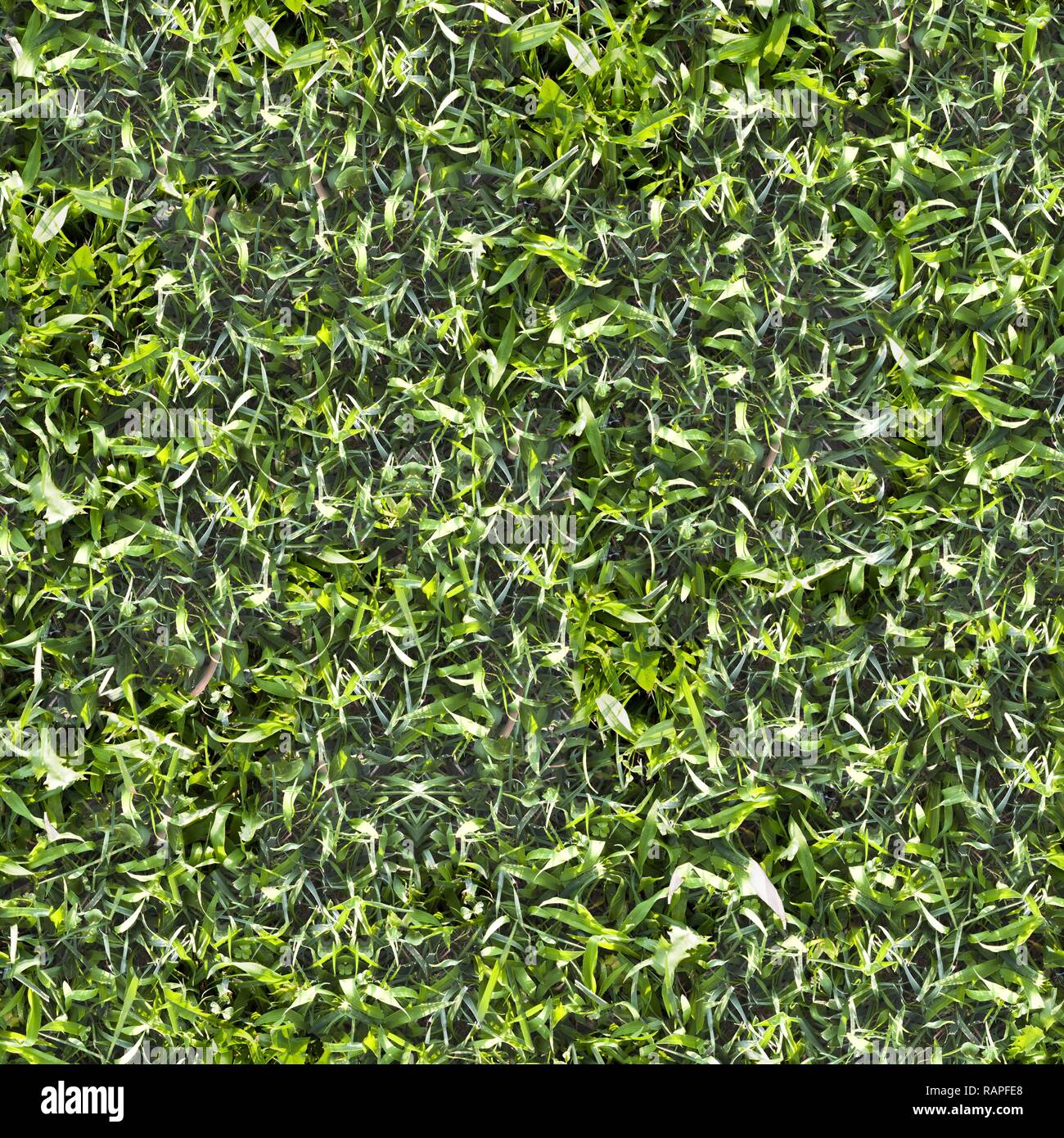 Seamless grass texture hi-res stock photography and images - Alamy