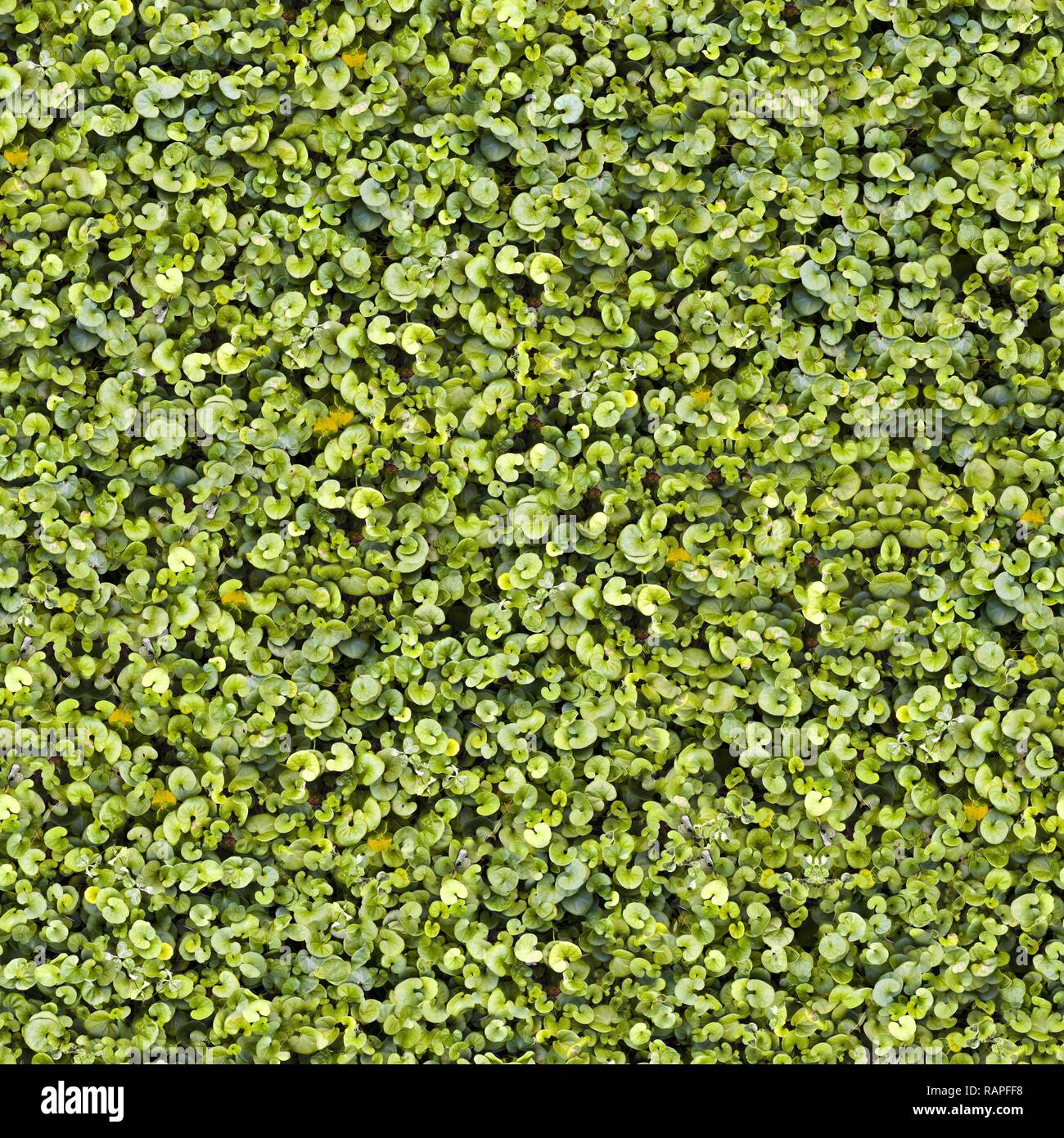 Seamless Green Grass Ground Pattern Background Texture Stock Photo - Alamy